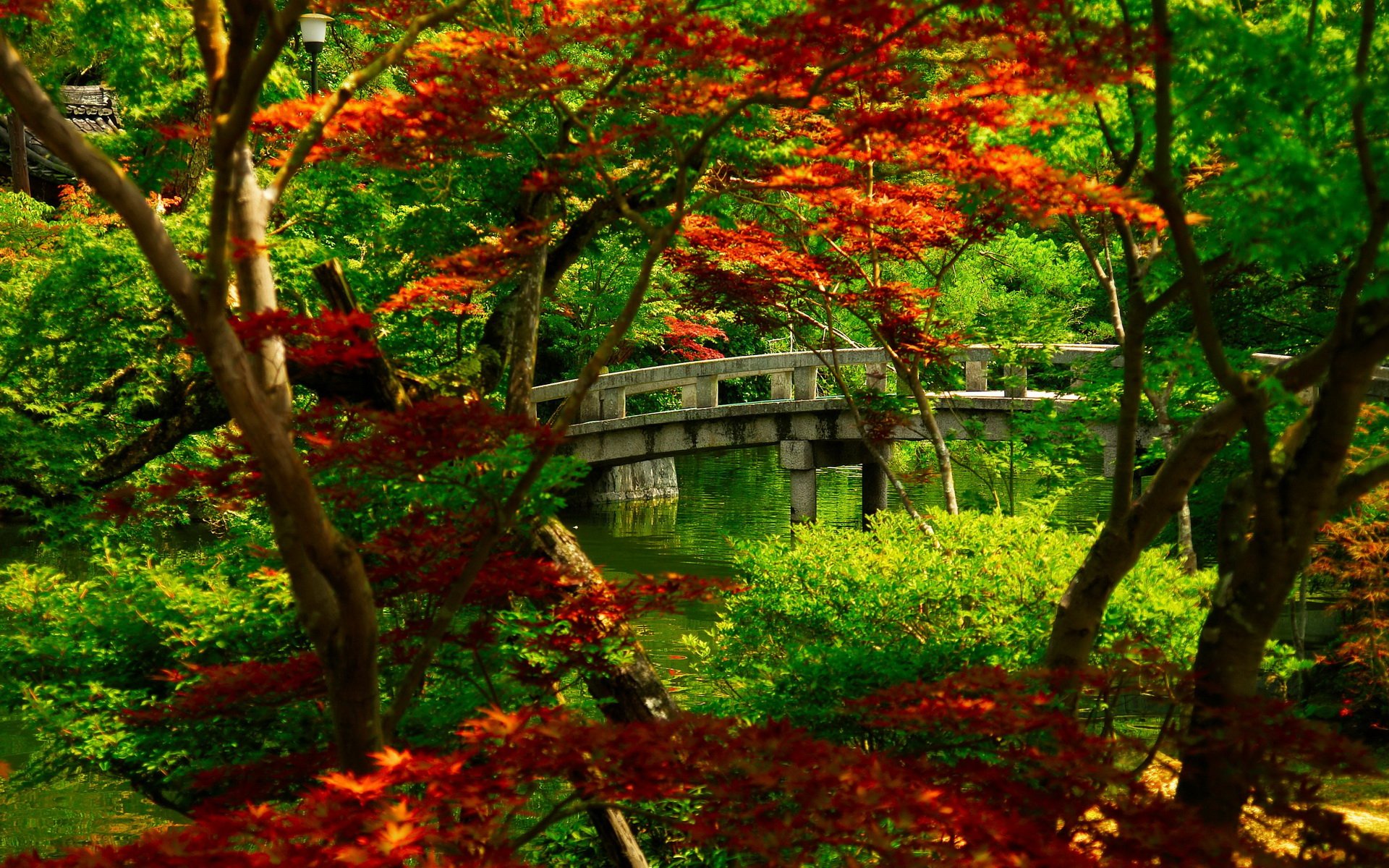 Serene Park Vibes: Stunning HD Nature Photography | 1920x1200 ...