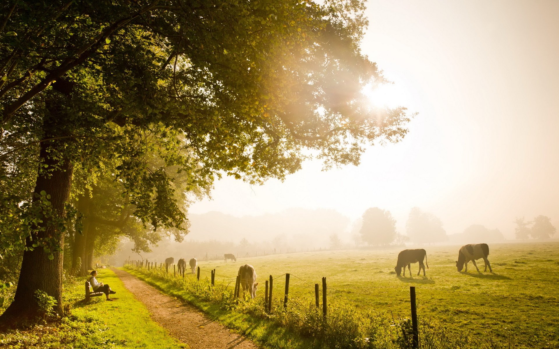 Golden Morning Meadow — HD Nature Landscape Wallpaper | 1920x1200 ...