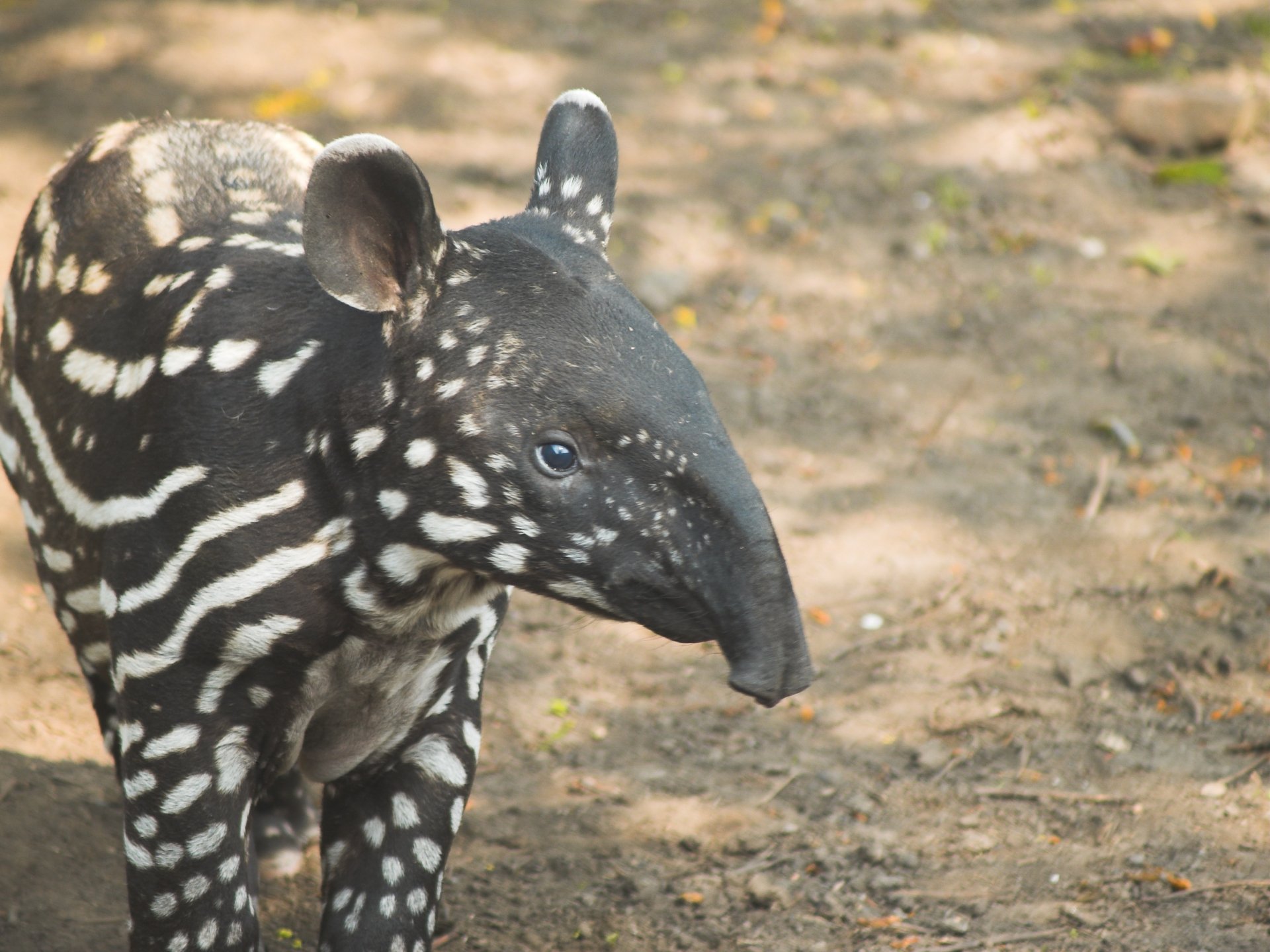 Download Animal Tapir HD Wallpaper