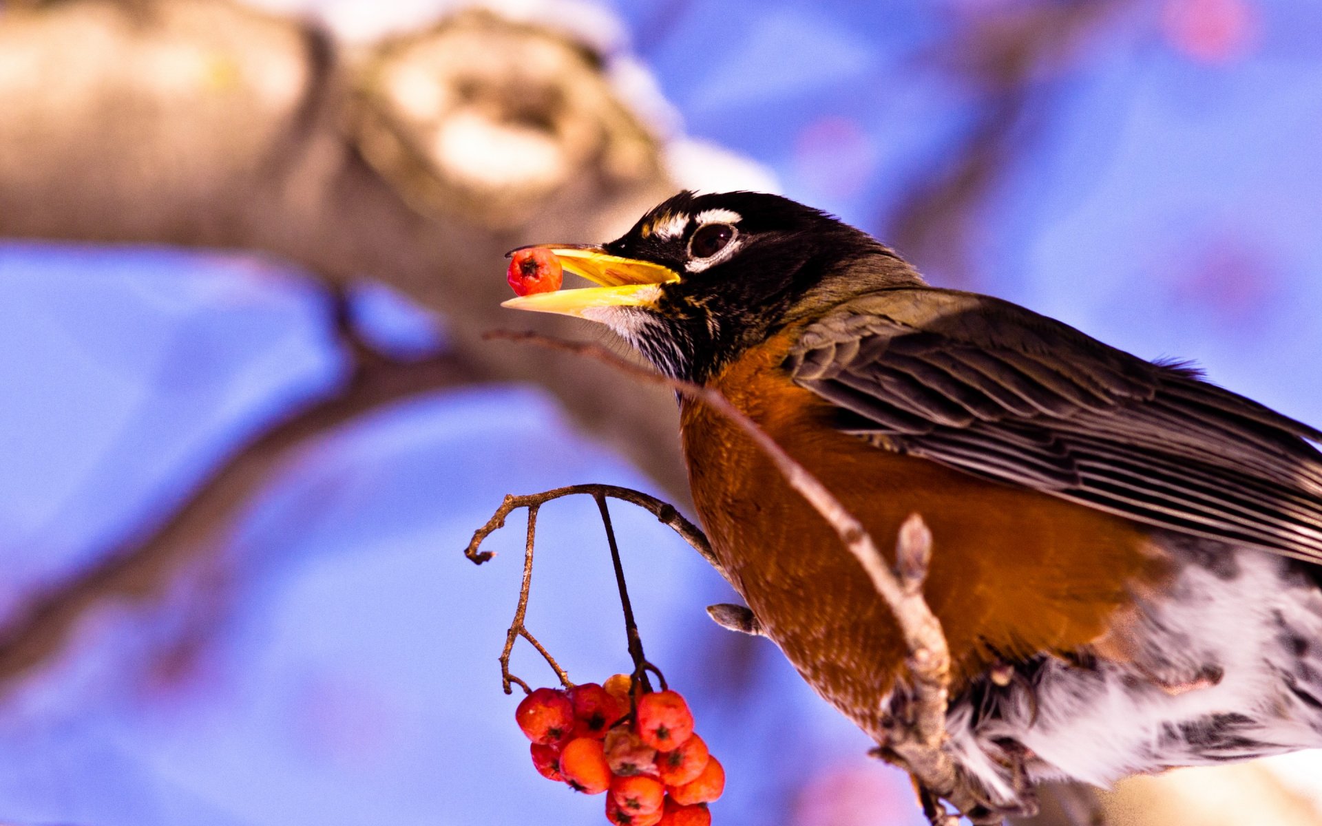 Majestic Bird Feast: Stunning HD Animal Wallpaper in Nature's Glow ...