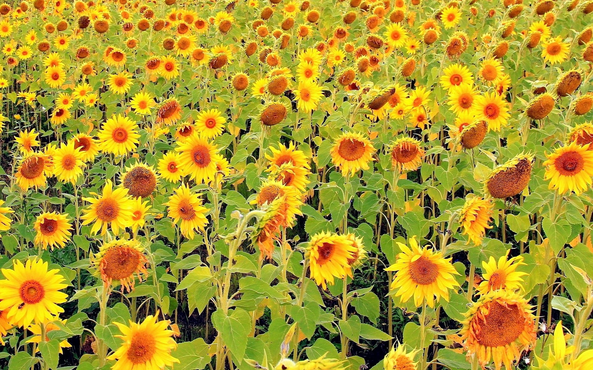 Radiant Sunflower Fields: Vibrant Nature HD Wallpaper