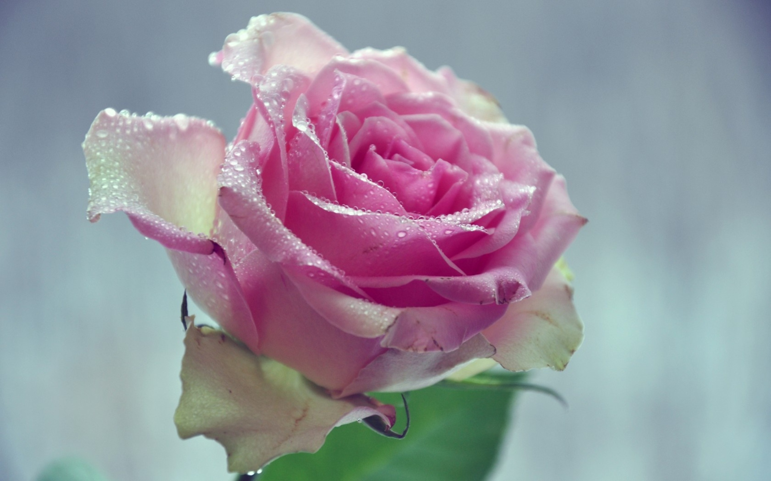 Download Nature Rose HD Wallpaper