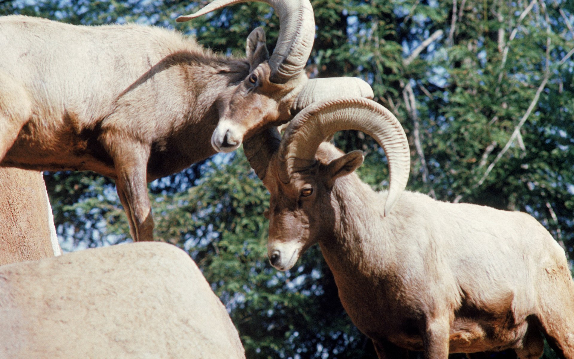 Mountain Sheep Computer Wallpapers