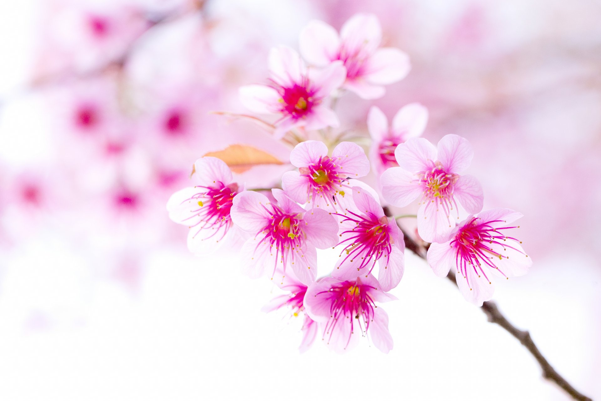 Download Nature Blossom 8k Ultra HD Wallpaper