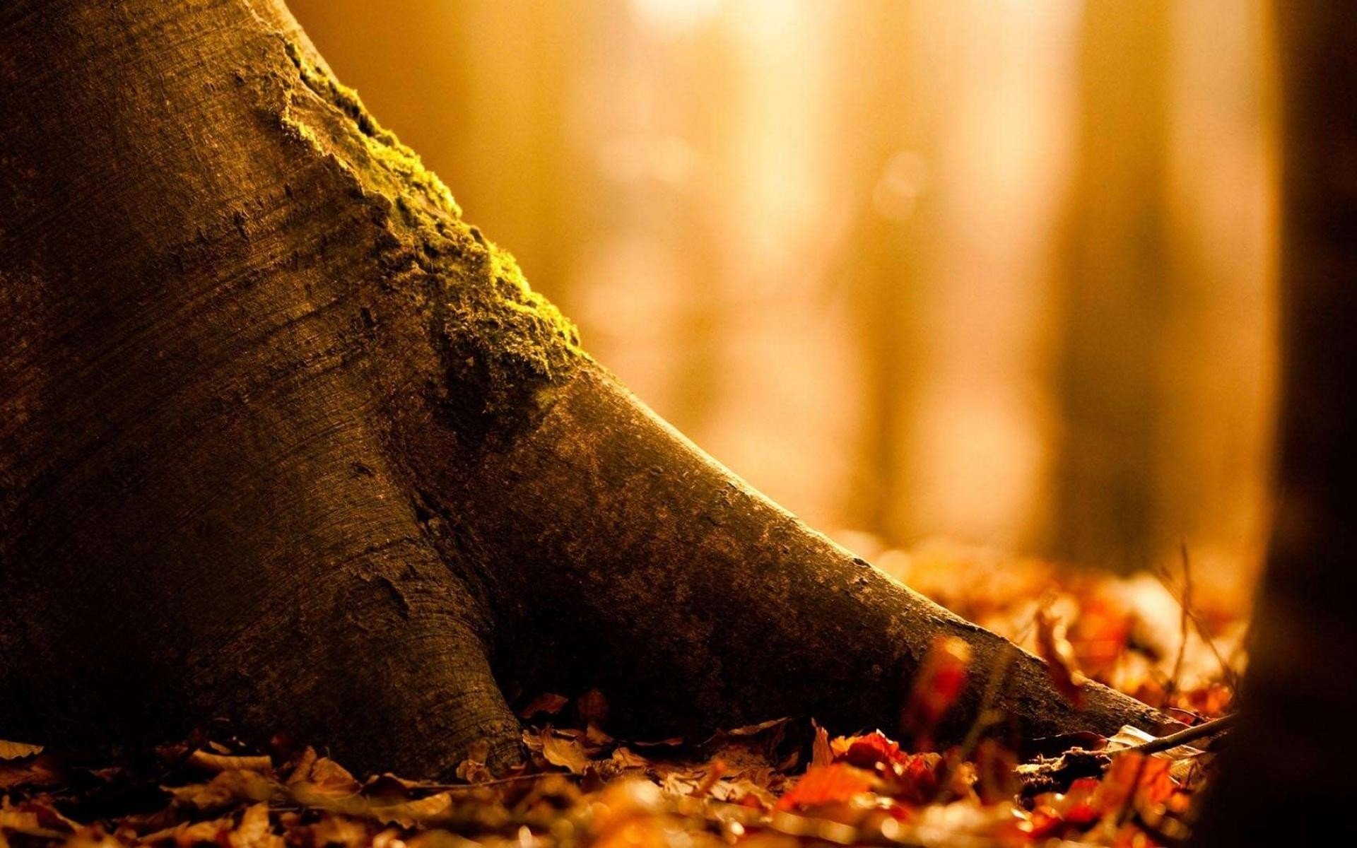 HD Close-Up: Nature’s Trunk Detail in Warm Autumn Light | 1920x1200 ...