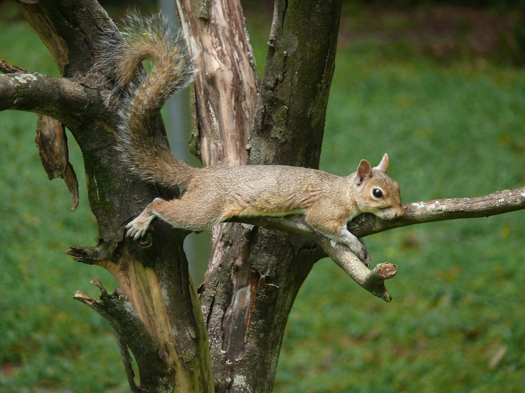 Graceful Squirrel in Motion - Stunning HD Animal Wallpaper