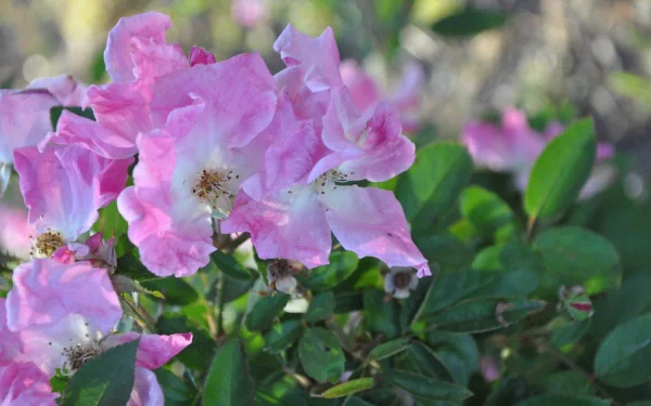 Download Nature Rose Bush HD Wallpaper