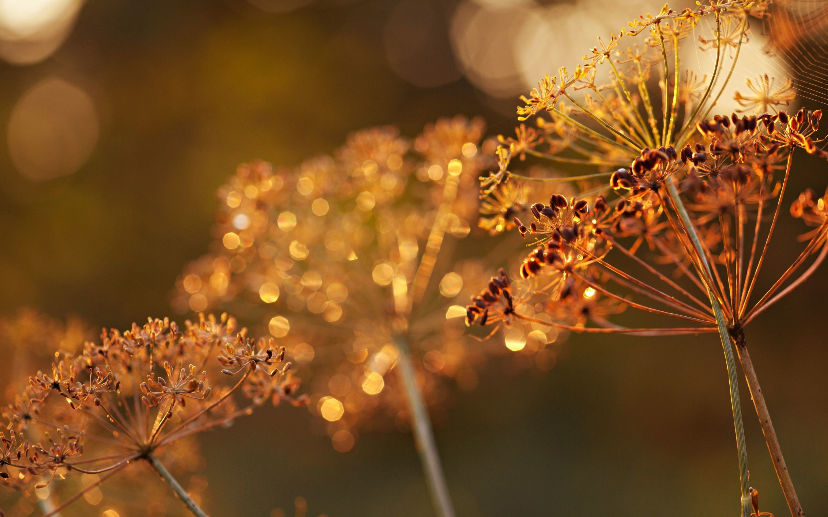 Download Nature Plant HD Wallpaper