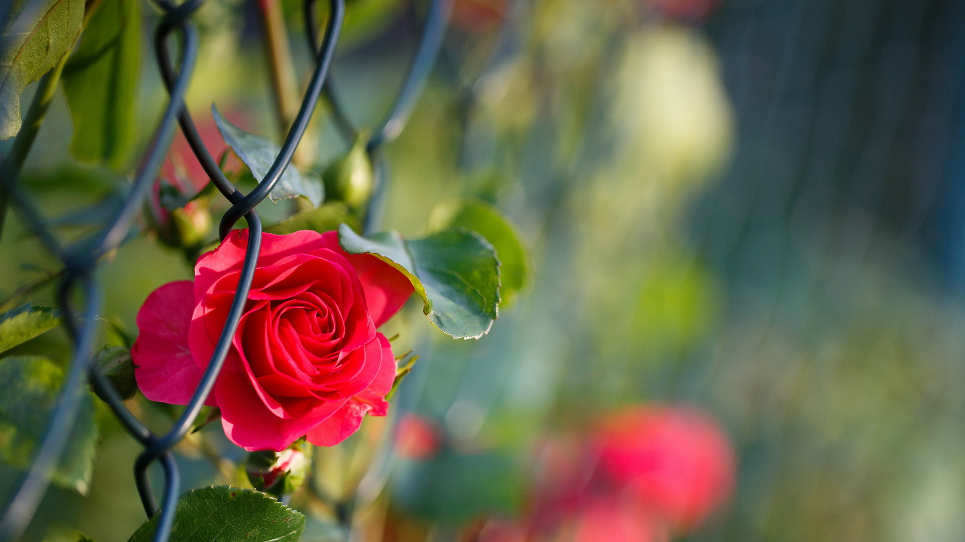 Download Nature Rose HD Wallpaper