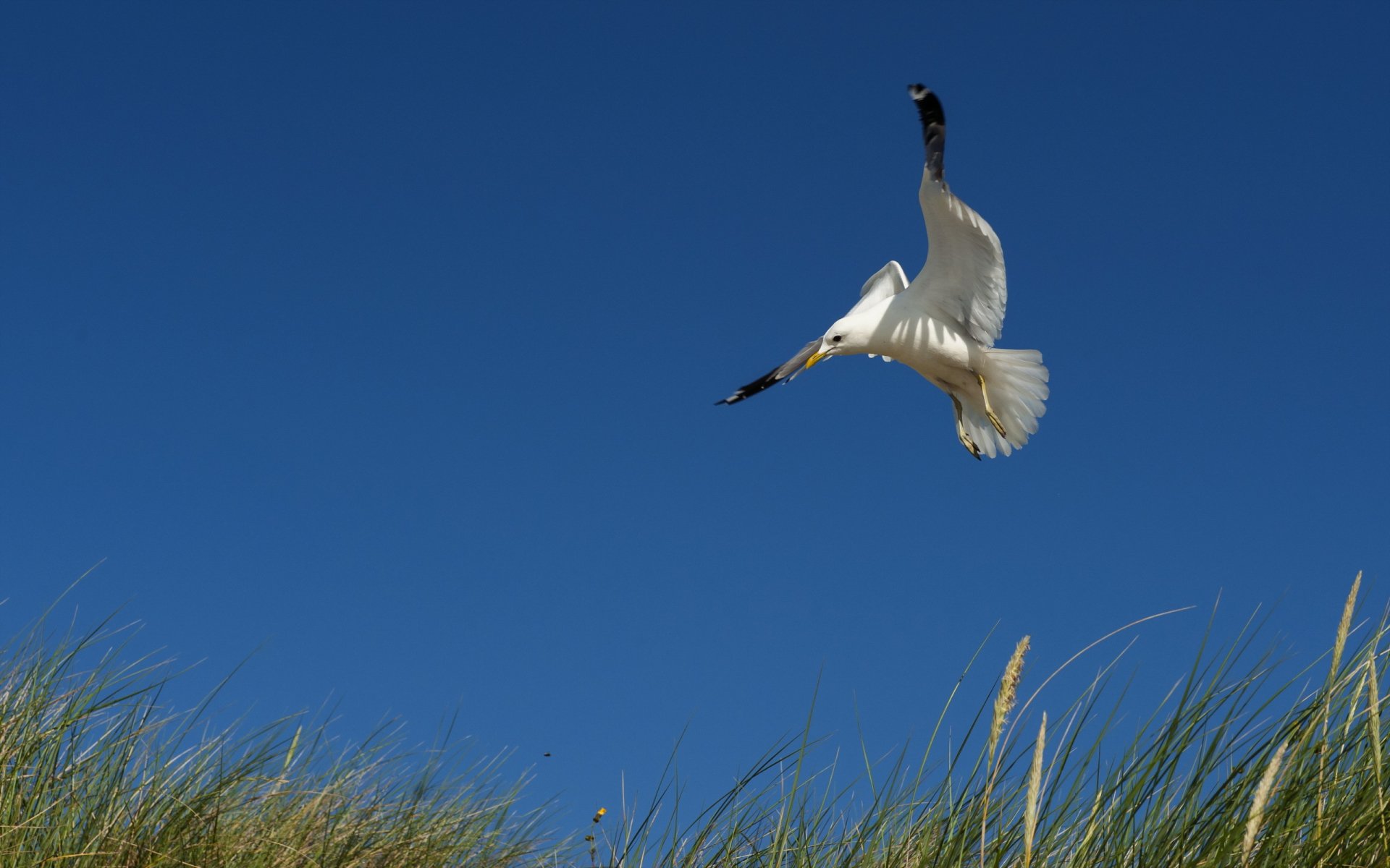 Animal Seagull HD Wallpaper