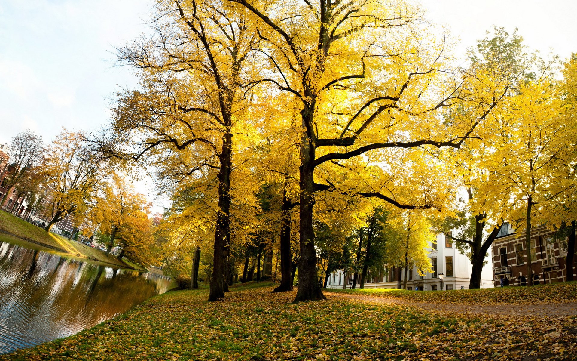 Stunning HD Fall Photography: Golden Trees by the Water | 1920x1200 ...