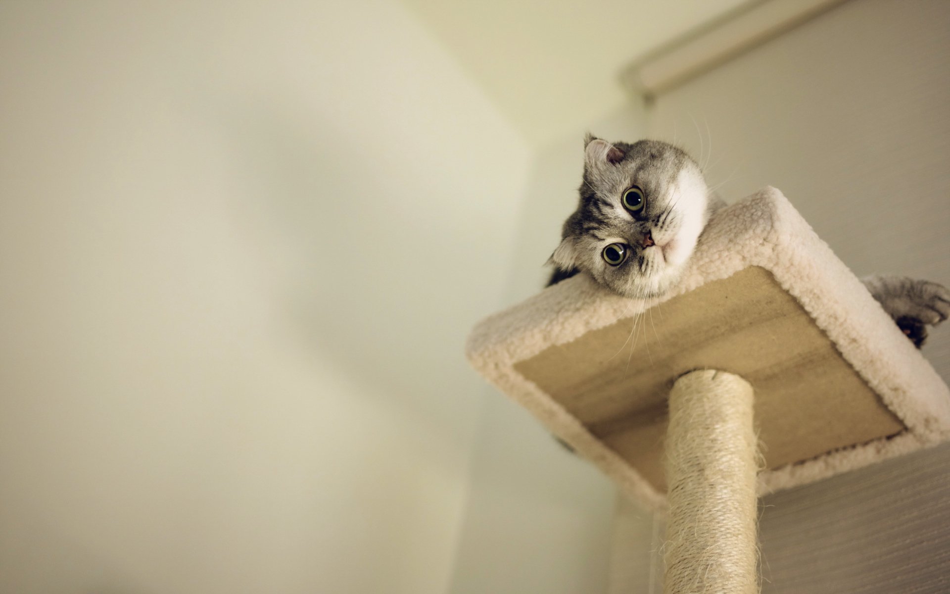 Curious Cat Perched: HD Animal Wallpaper
