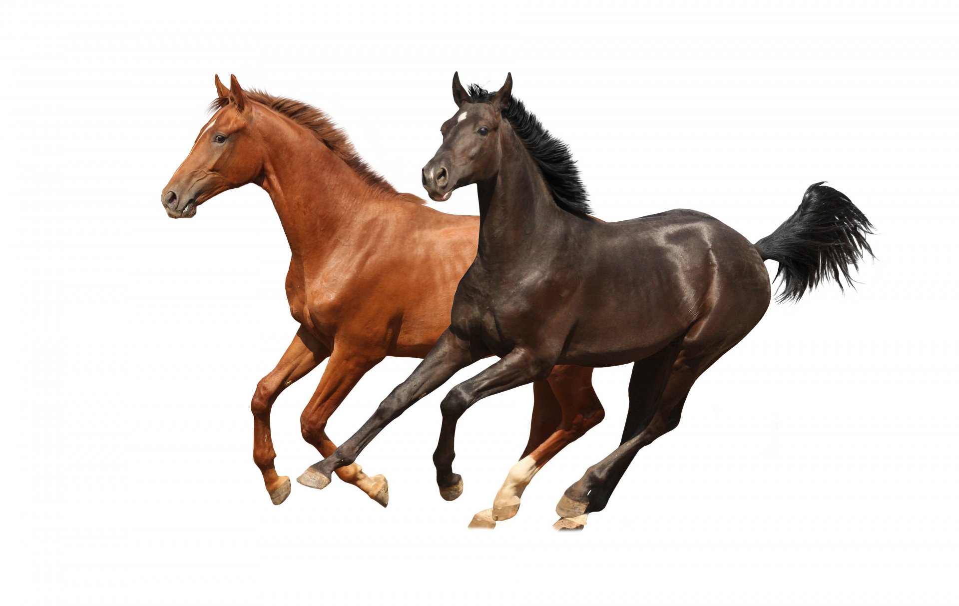 Dynamic Duo: 4K Ultra HD Horse Wallpaper | 7600x4800 | Wallpaper Abyss