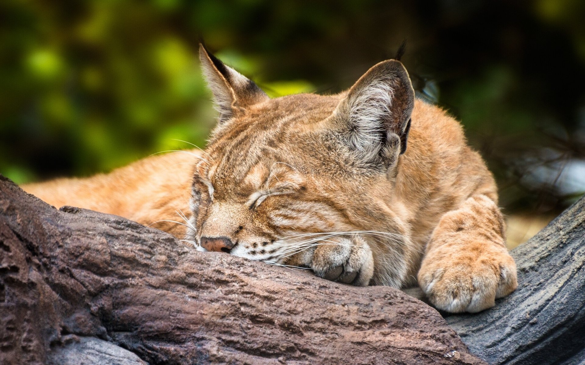 Sleeping Lynx — HD Forest Wallpaper | 2048x1280 | Wallpaper Abyss