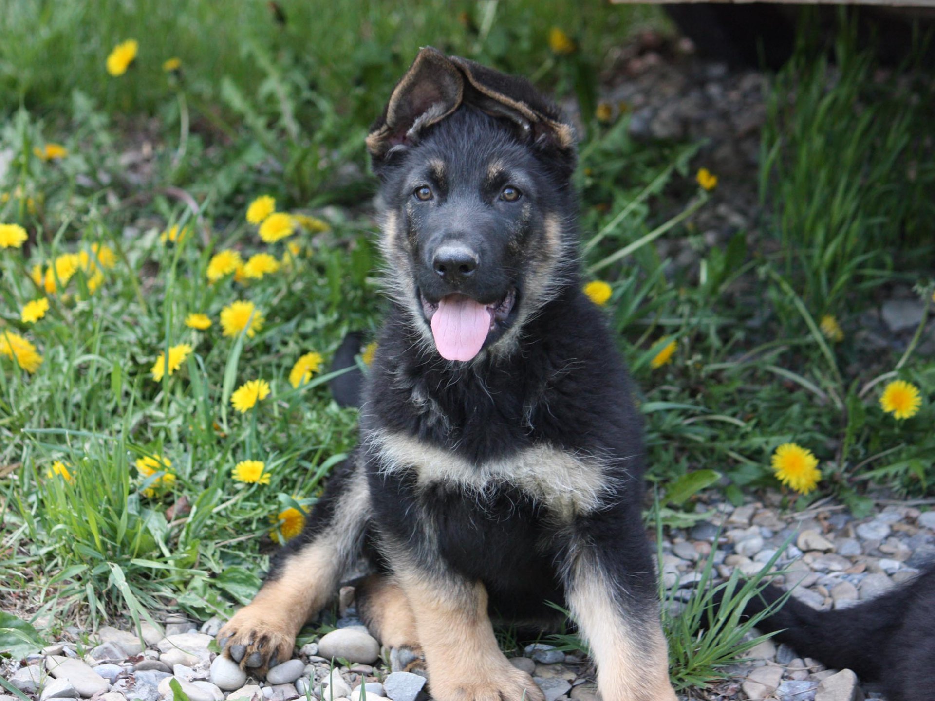 Adorable German Shepherd Puppy - HD Wallpaper