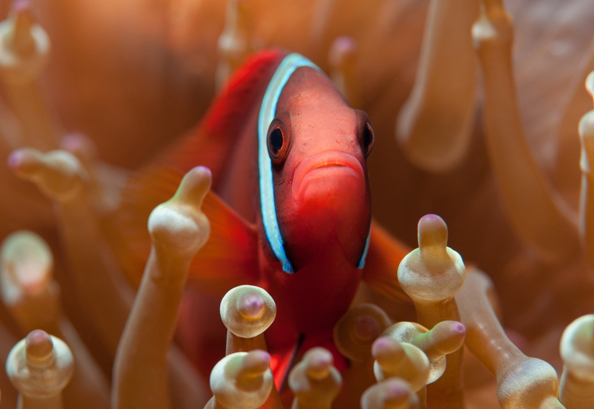 Vibrant Fish Beauty: An HD Wallpaper for Aquatic Lovers by Okinawa ...