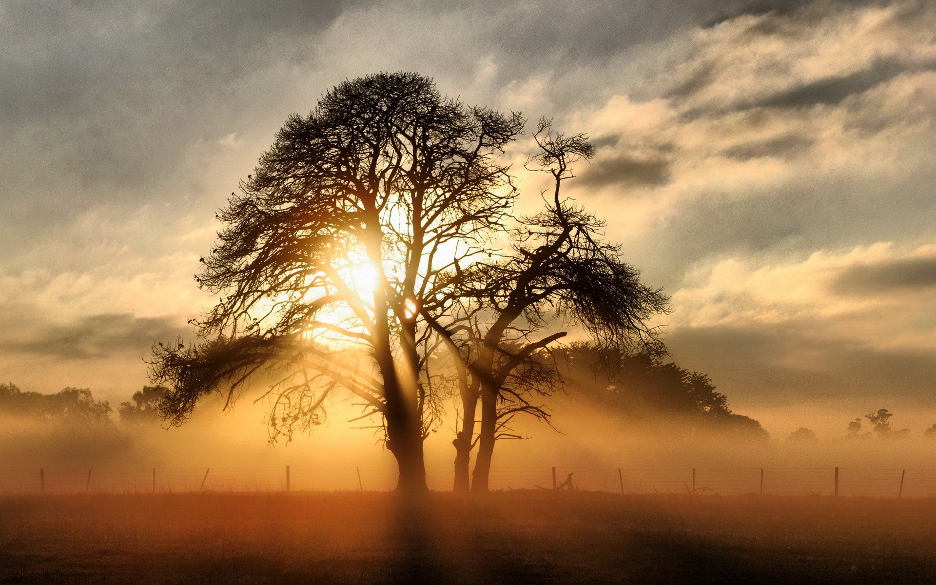 Download Nature Fog HD Wallpaper