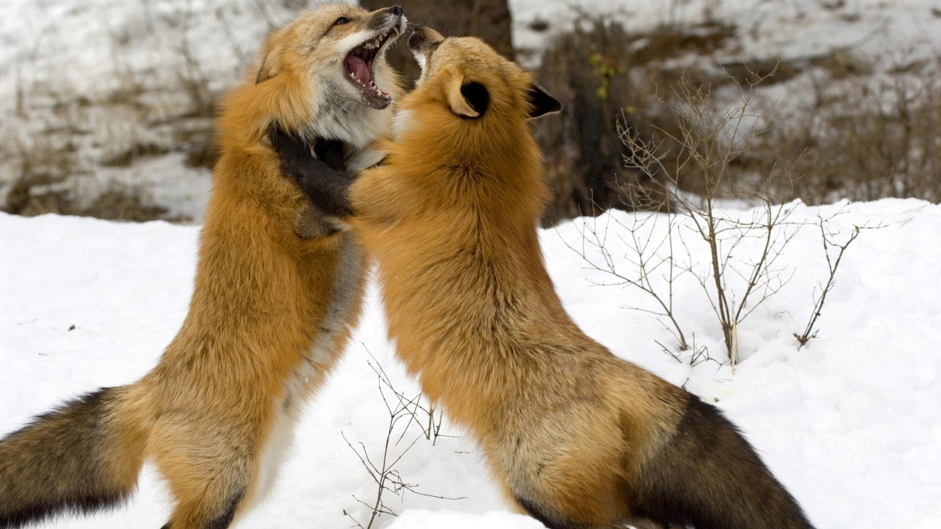 Dynamic Fox Play: Stunning HD Wallpaper