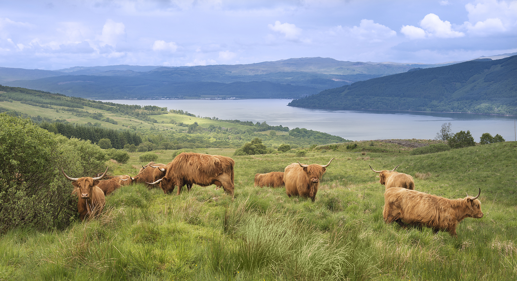 Scenic Wallpaper Cow