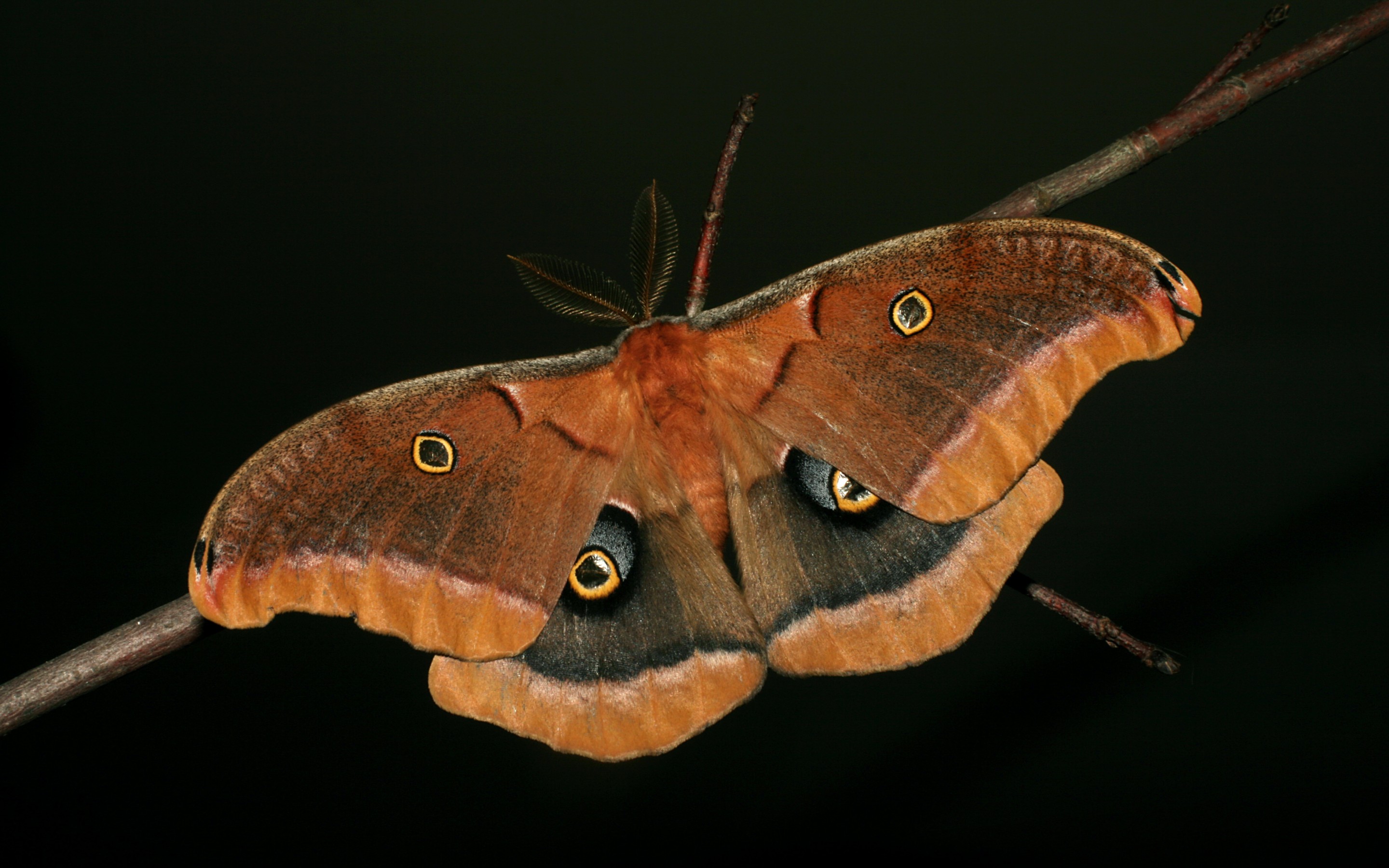 Moth HD Wallpaper