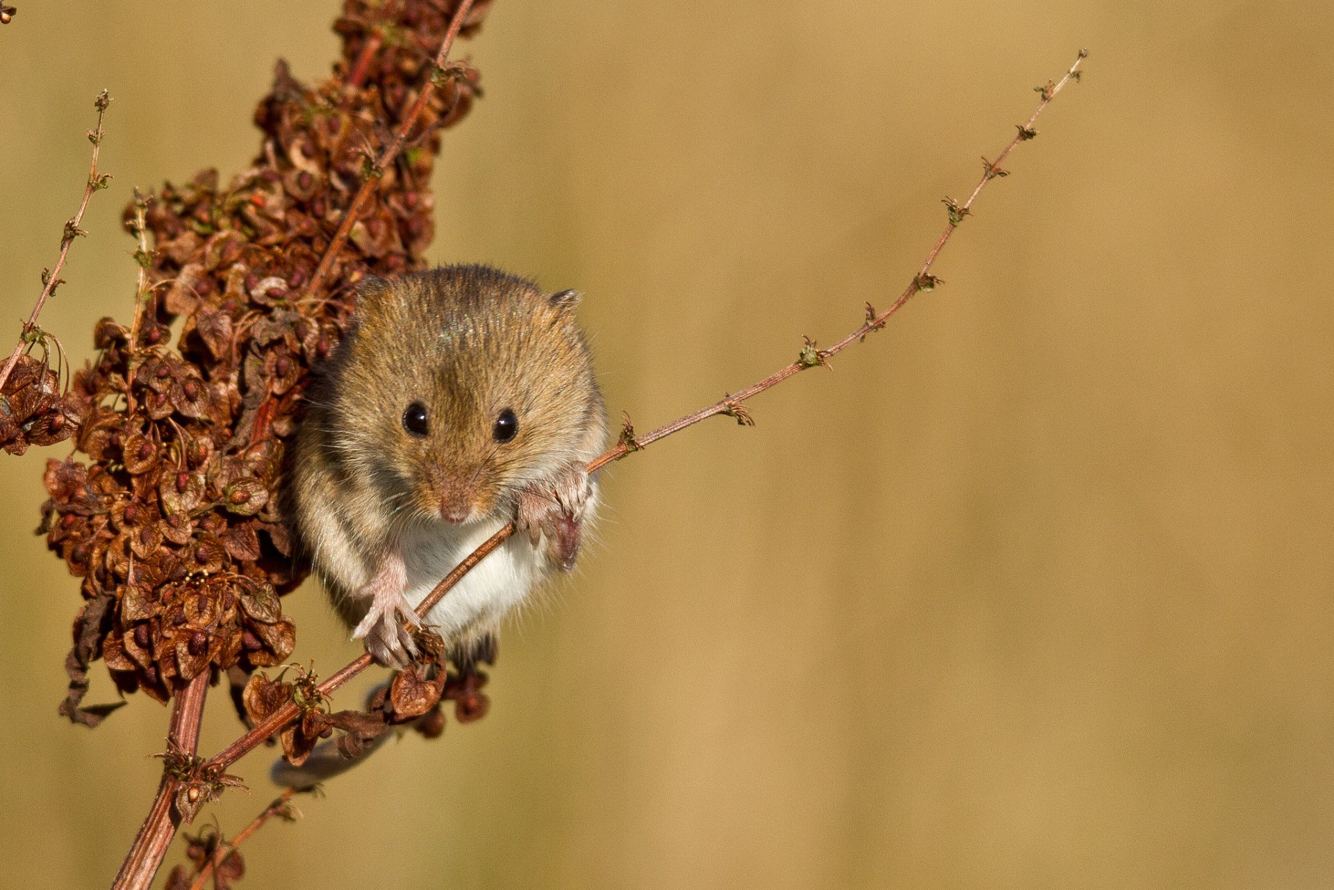 HD Mouse Wonder: Tiny Animal in Nature's Spotlight