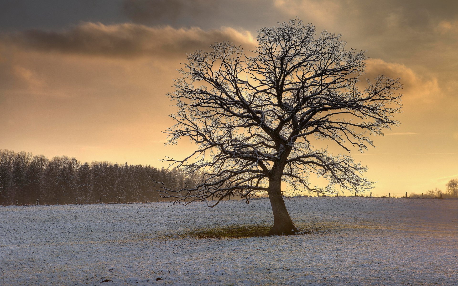 Majestic Winter Tree: HD Nature Wallpaper | 2560x1600 | Wallpaper Abyss