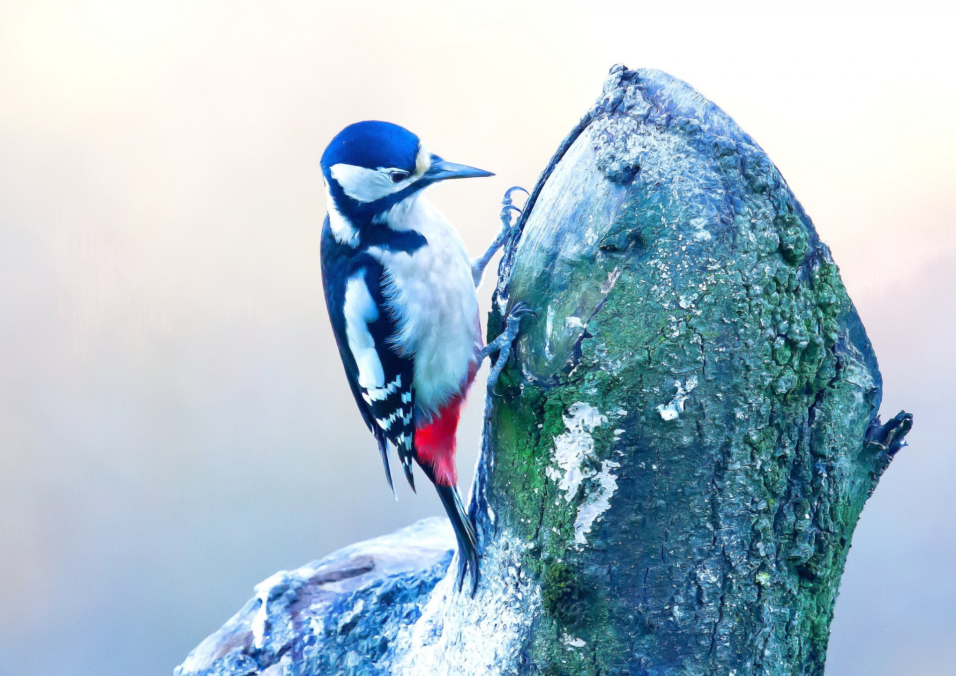 Download Animal Bird HD Wallpaper