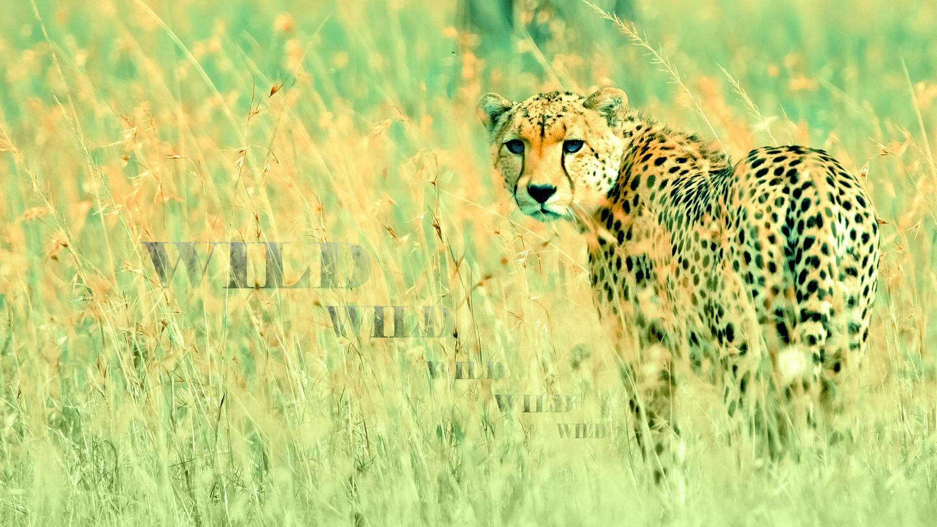 Download Nature Green Animal Cheetah HD Wallpaper | 1920x1080 ...