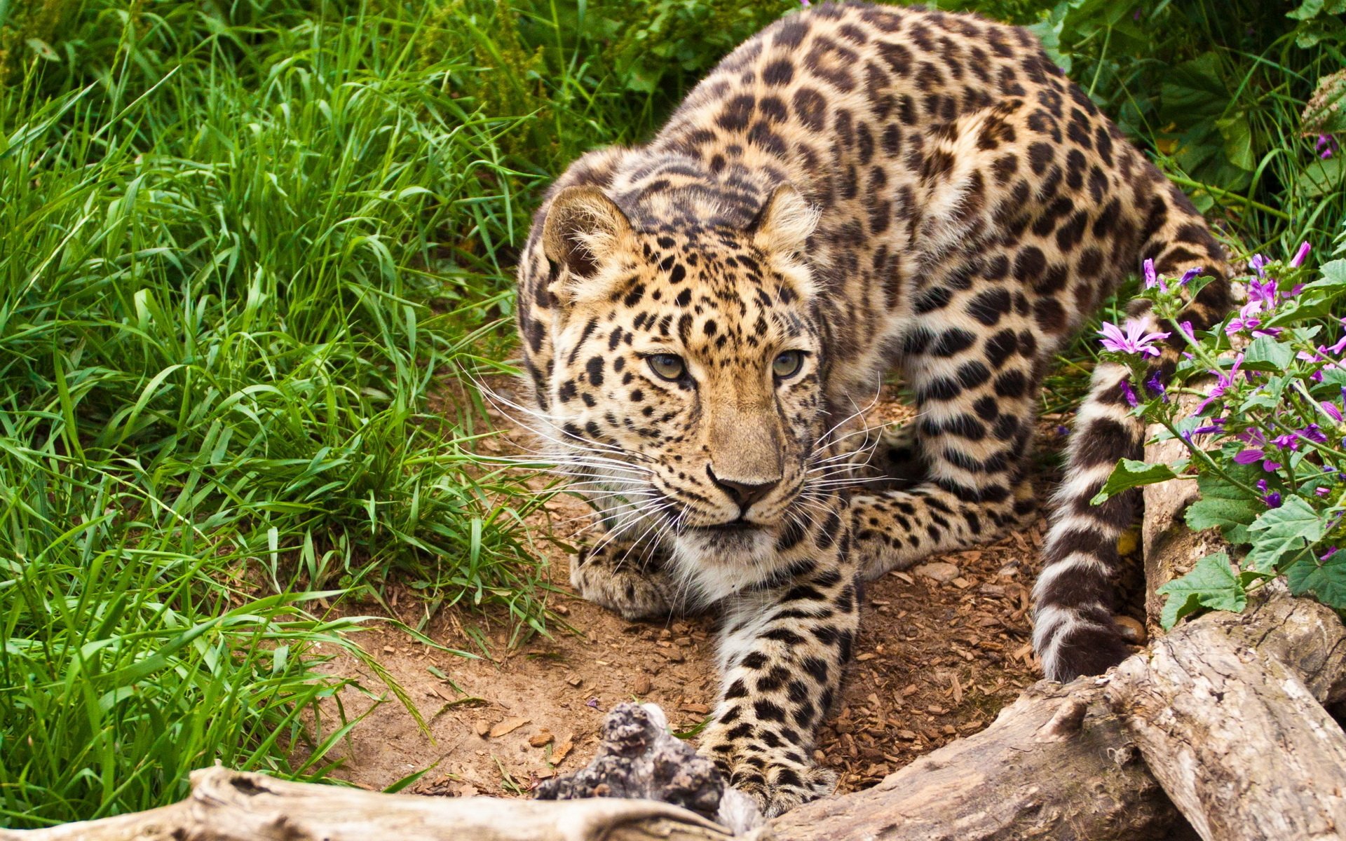 Majestic Leopard in the Wild – Stunning HD Animal Wallpaper | 1920x1200 ...