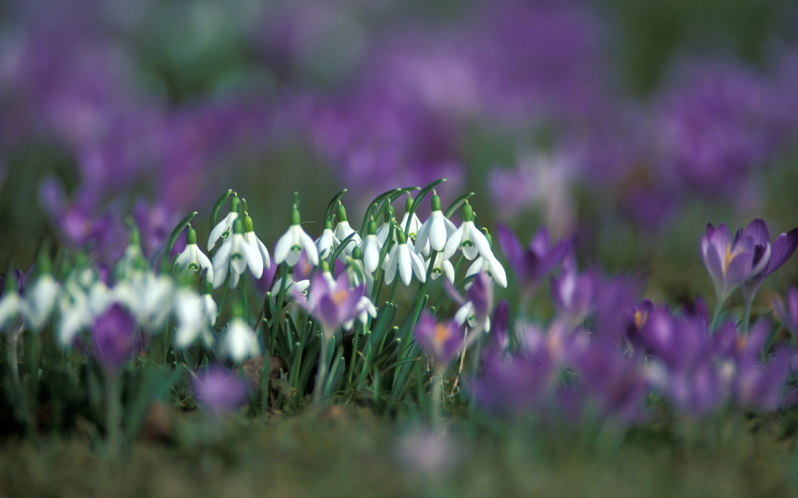 Download Nature Flower HD Wallpaper