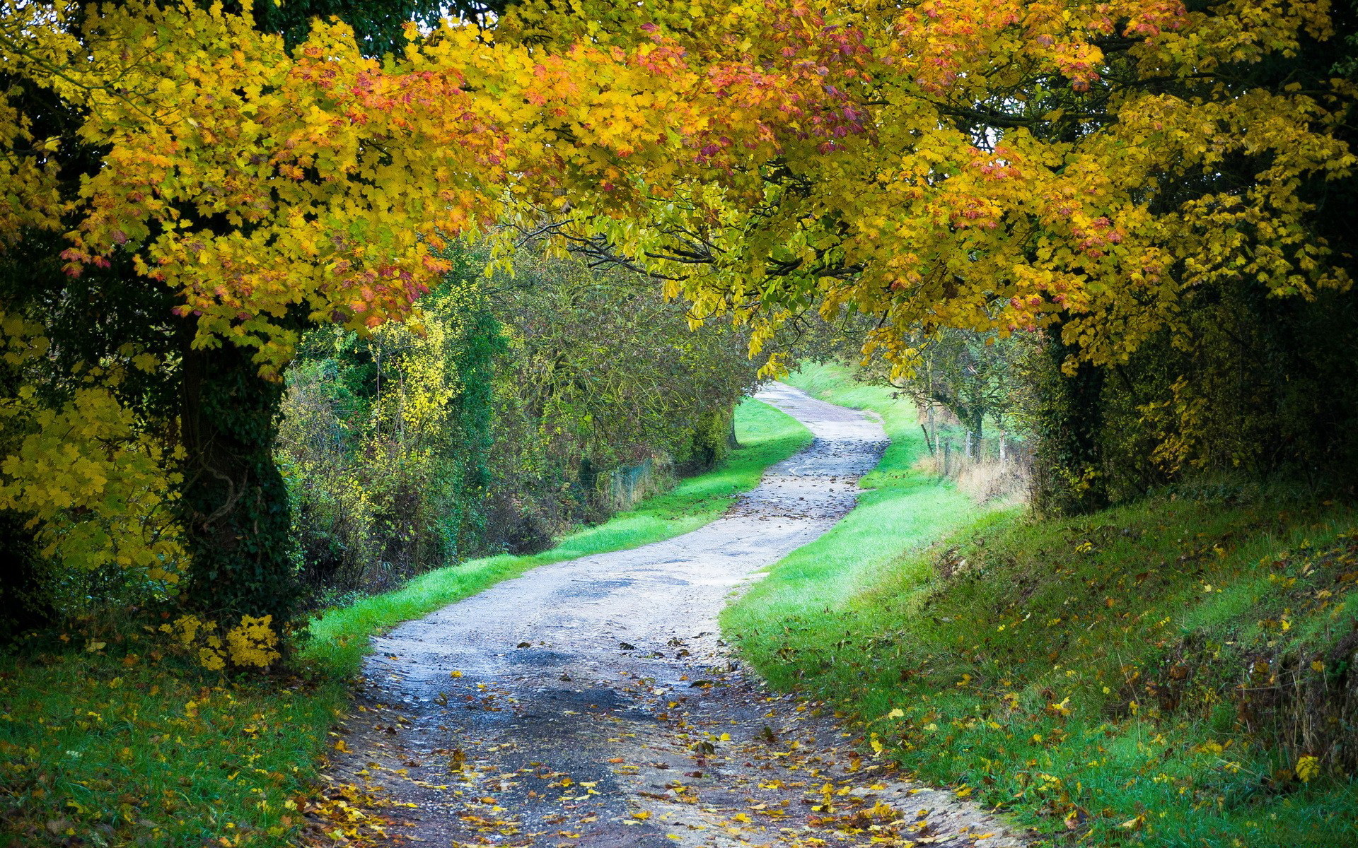 Serene Nature Path HD Wallpaper: A Tranquil Autumn Journey