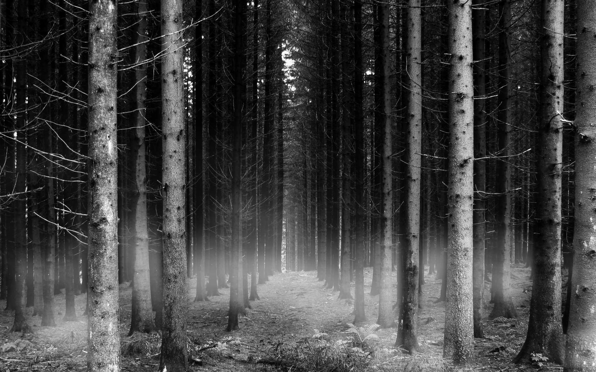 Download Nature Forest HD Wallpaper