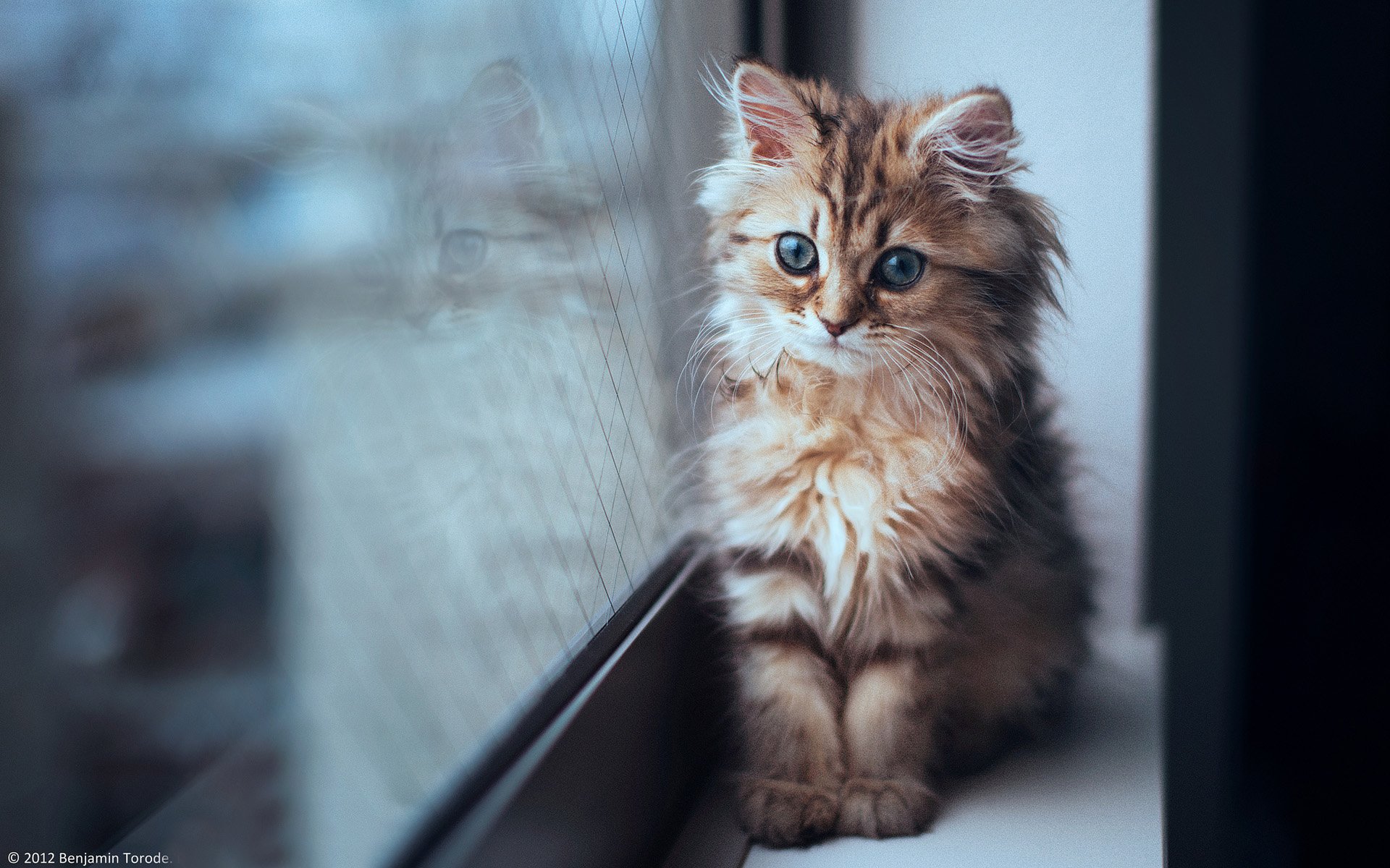 Serene Cat in HD Wallpaper