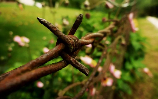 [20+] Barb Wire Wallpapers