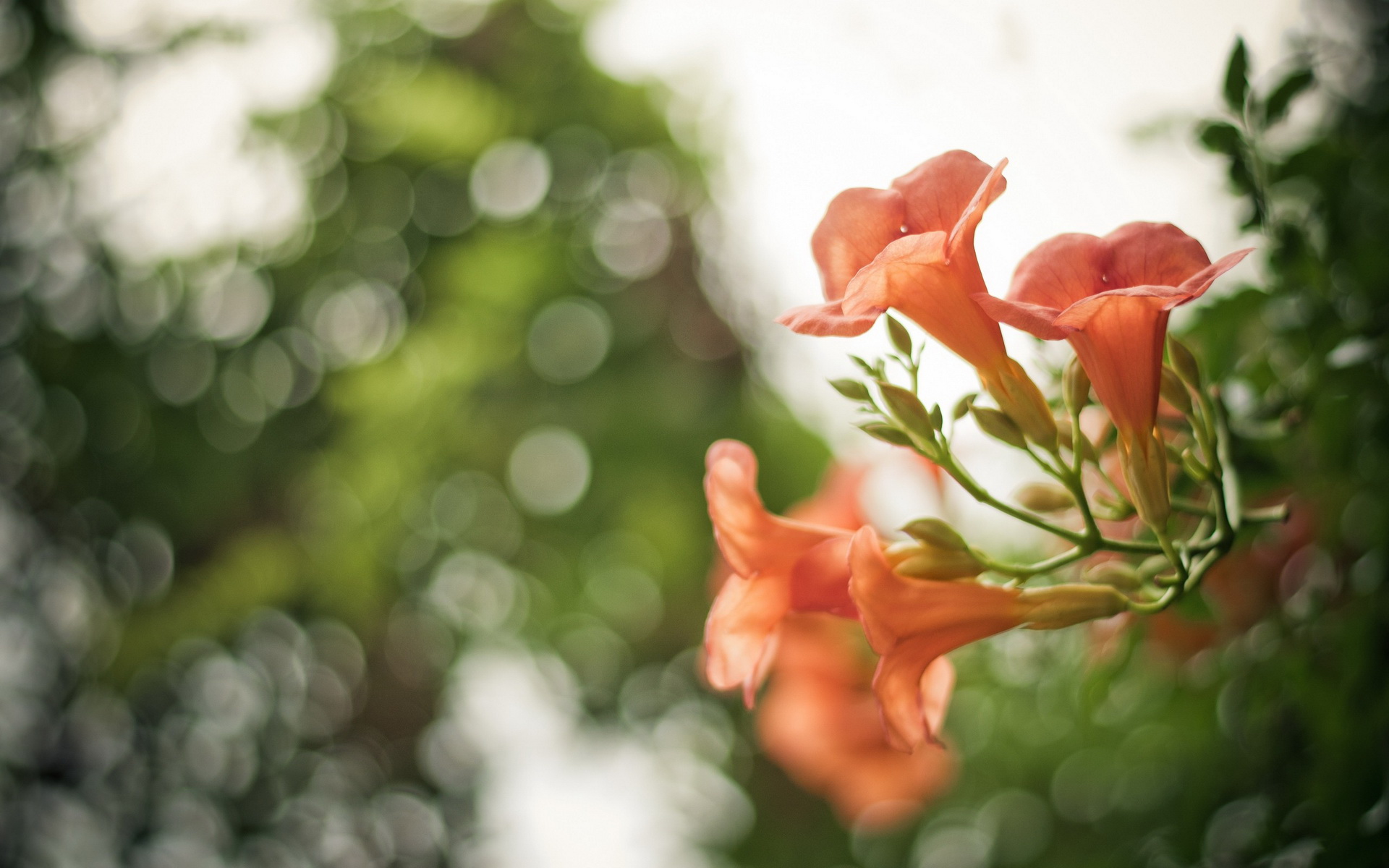 Nature Flower HD Wallpaper
