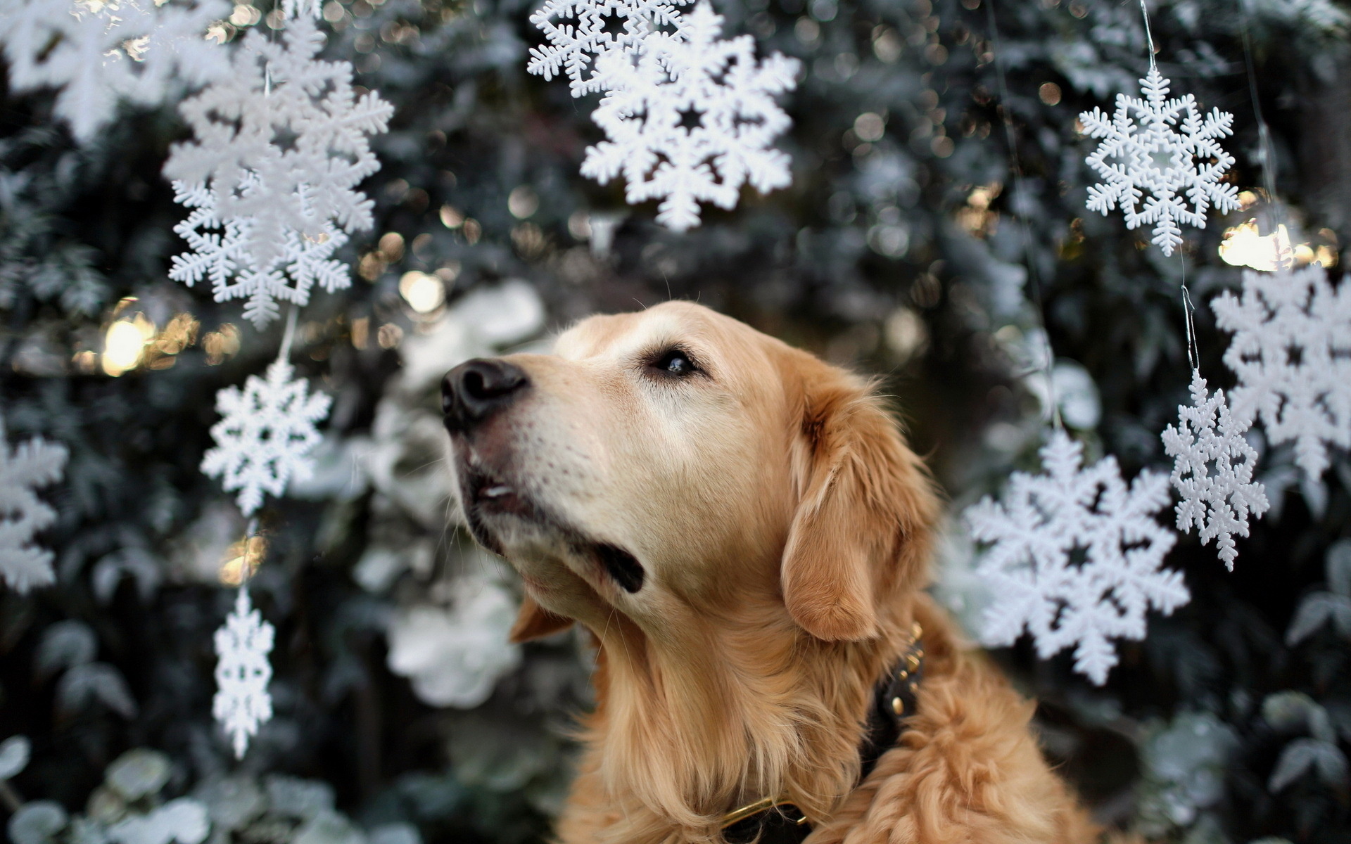 Winter Whiskers: HD Dog Portrait Amidst Snowflakes