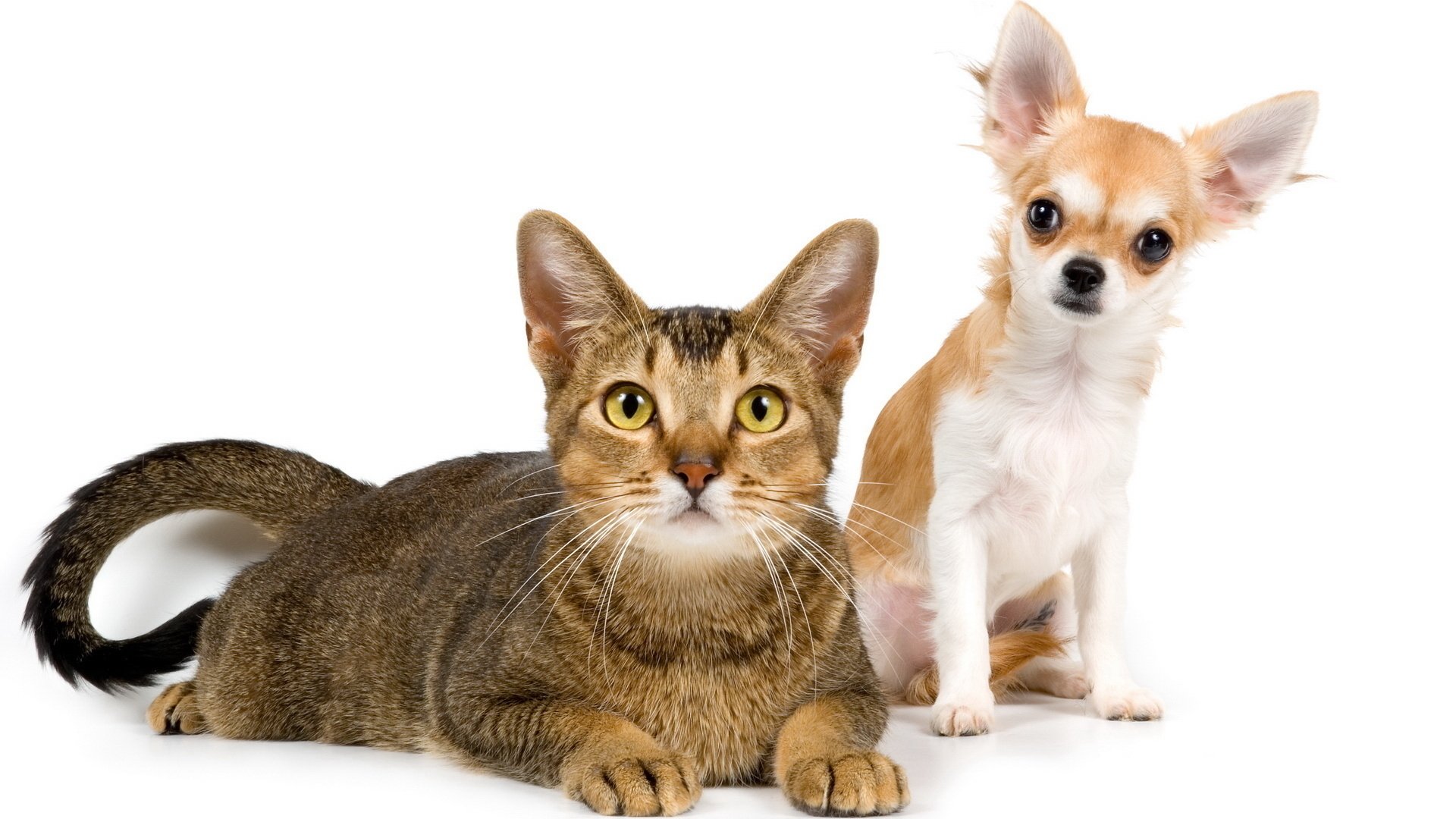 Charming Duo: Cute Cat and Dog HD Wallpaper | 1920x1080 | Wallpaper Abyss