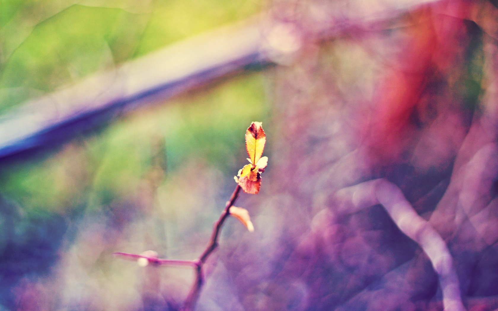 Download Nature Branch Wallpaper