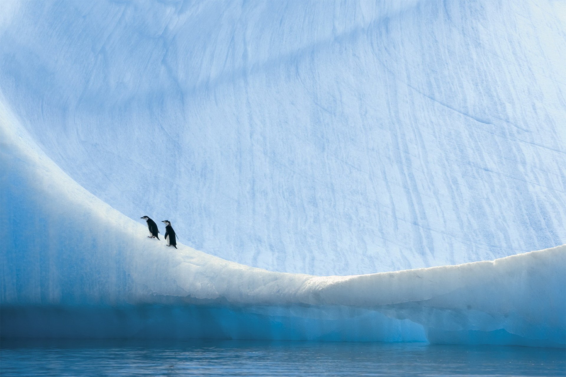 Majestic Penguins on Antarctic Ice – HD Wildlife Wallpaper