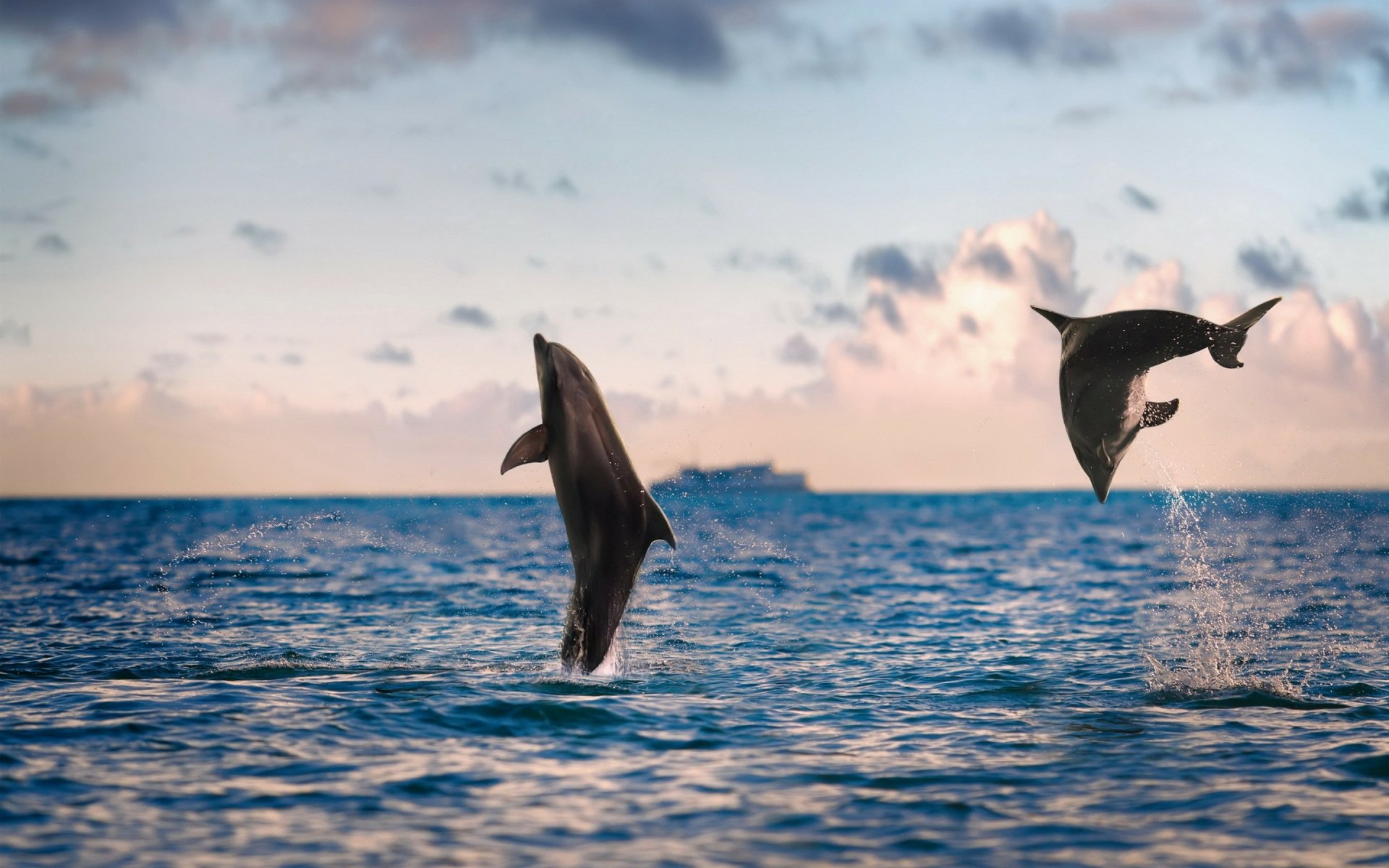 Oceanic Grace: Dolphin Duo HD Wallpaper