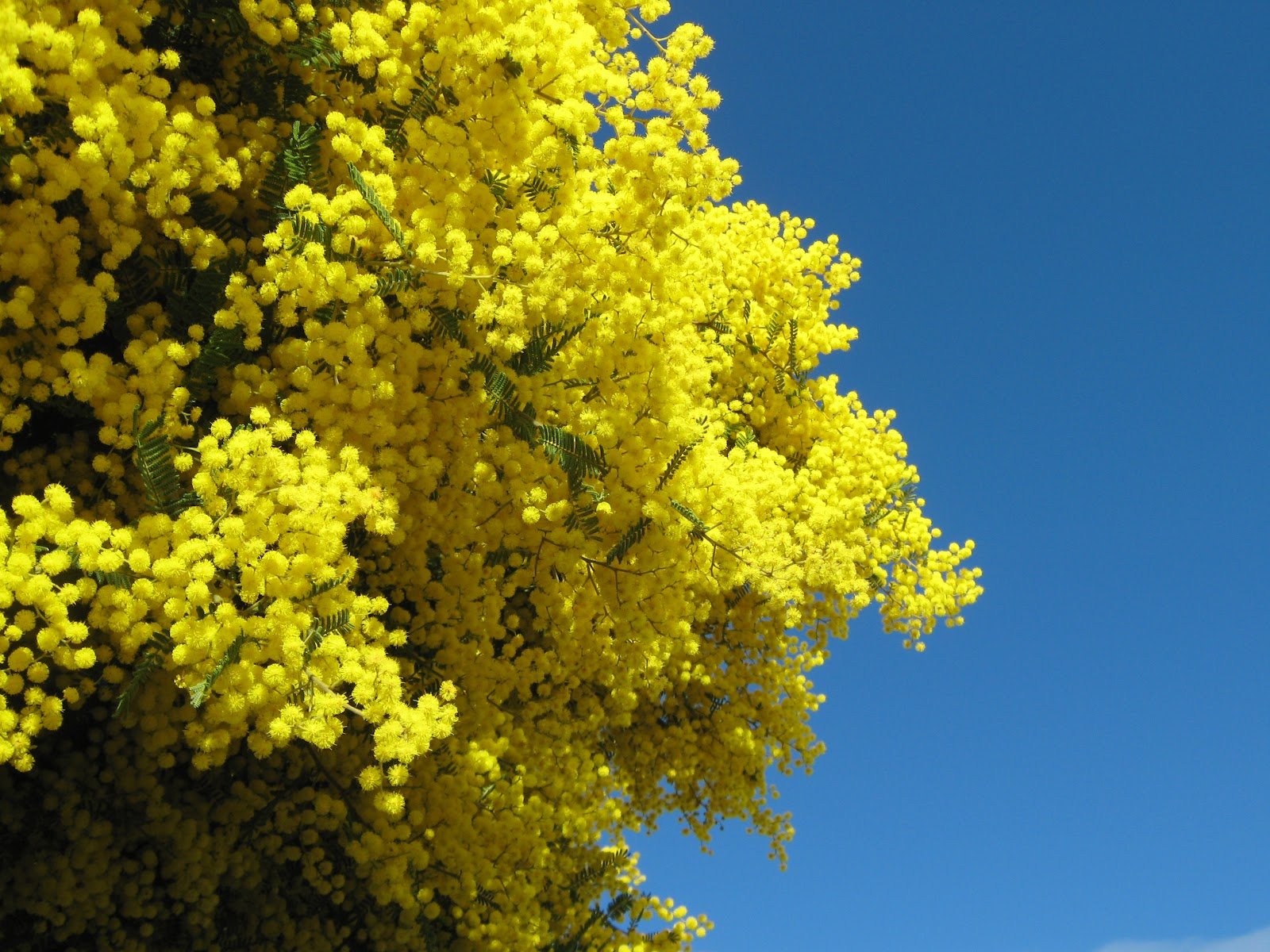 Golden Wattle Blossoms HD | Vibrant Nature Wallpaper