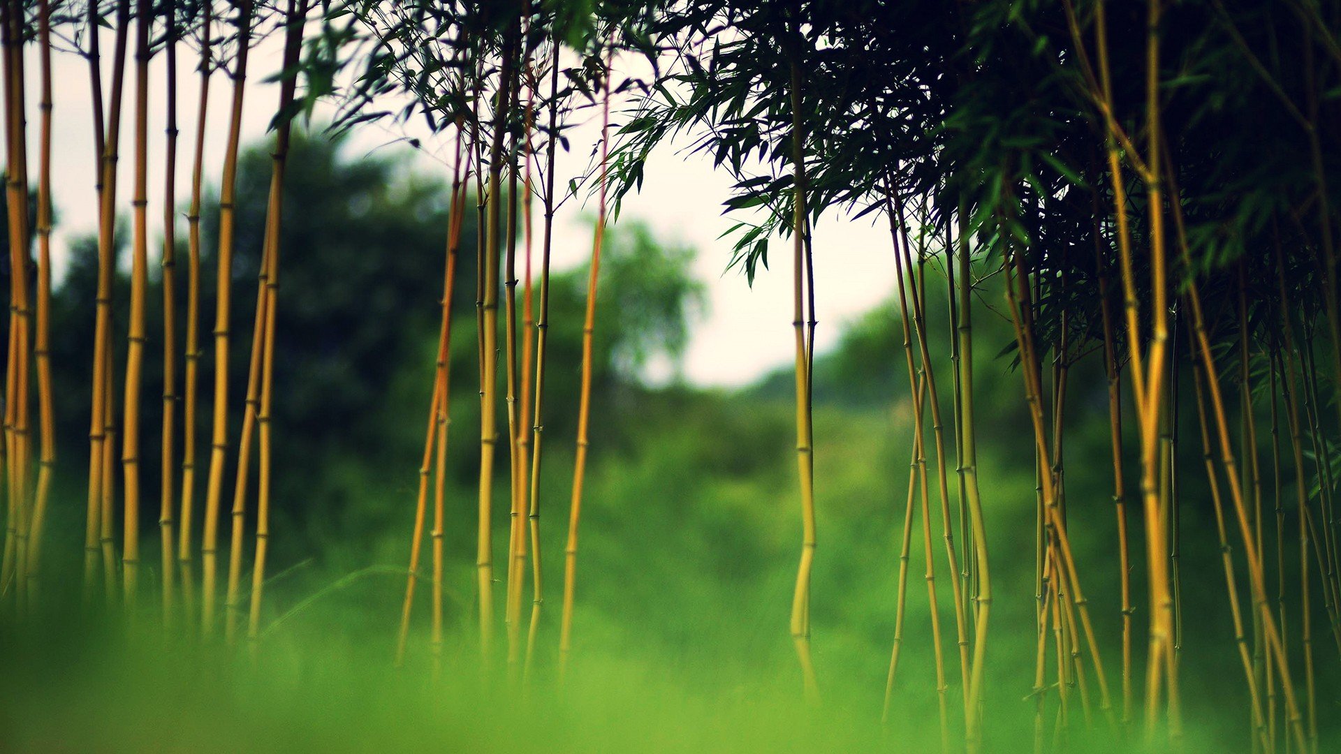 Download Nature Bamboo HD Wallpaper