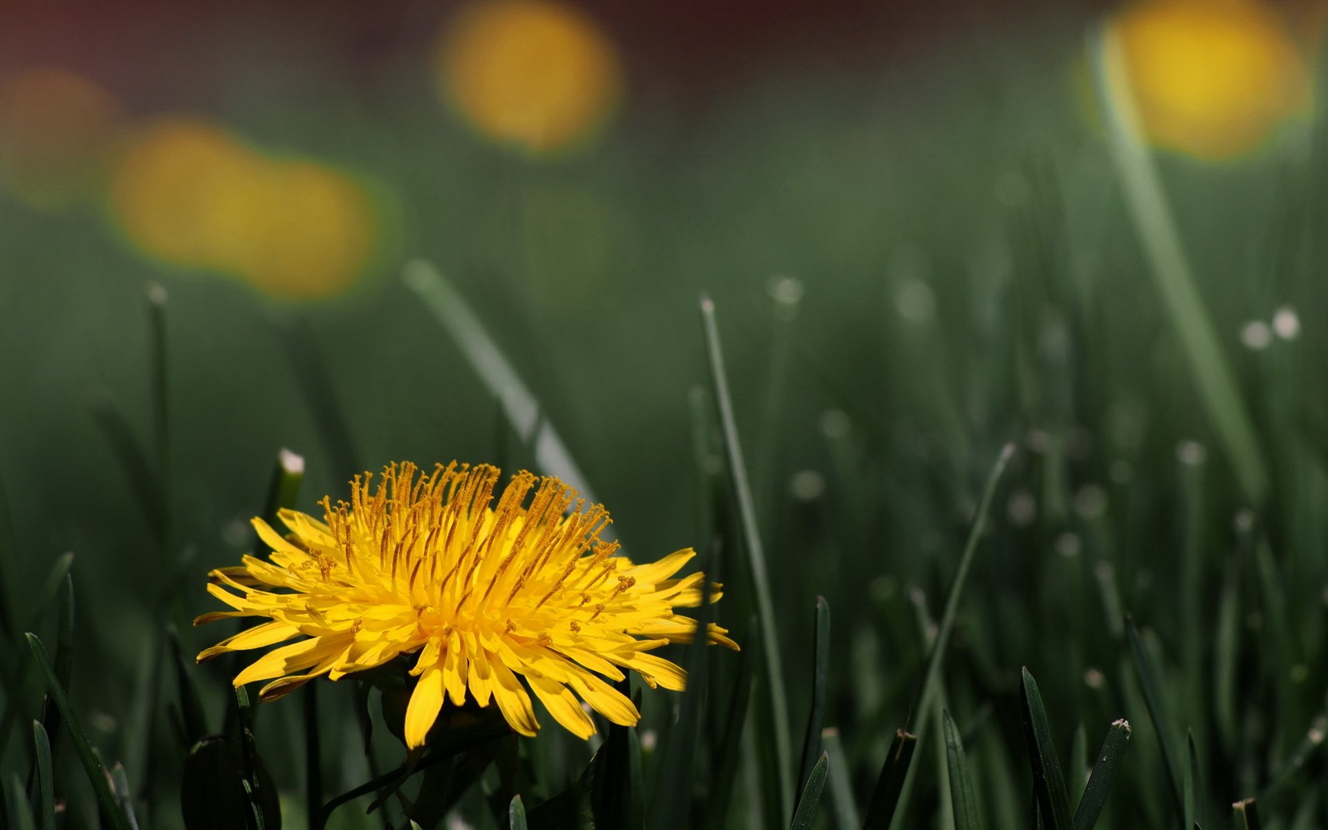 Dandelion Bing Desktop Wallpaper