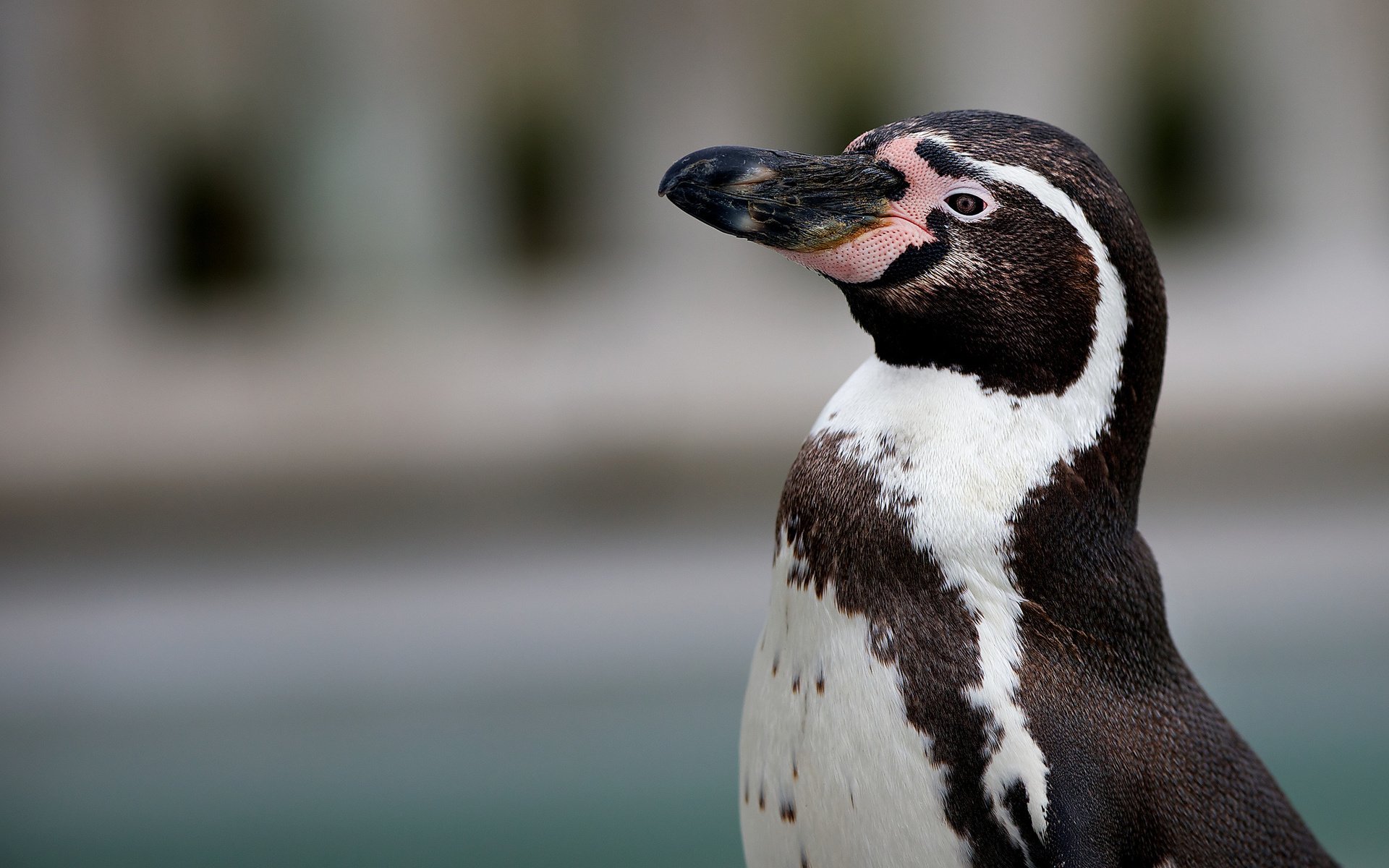 Download Animal Penguin HD Wallpaper