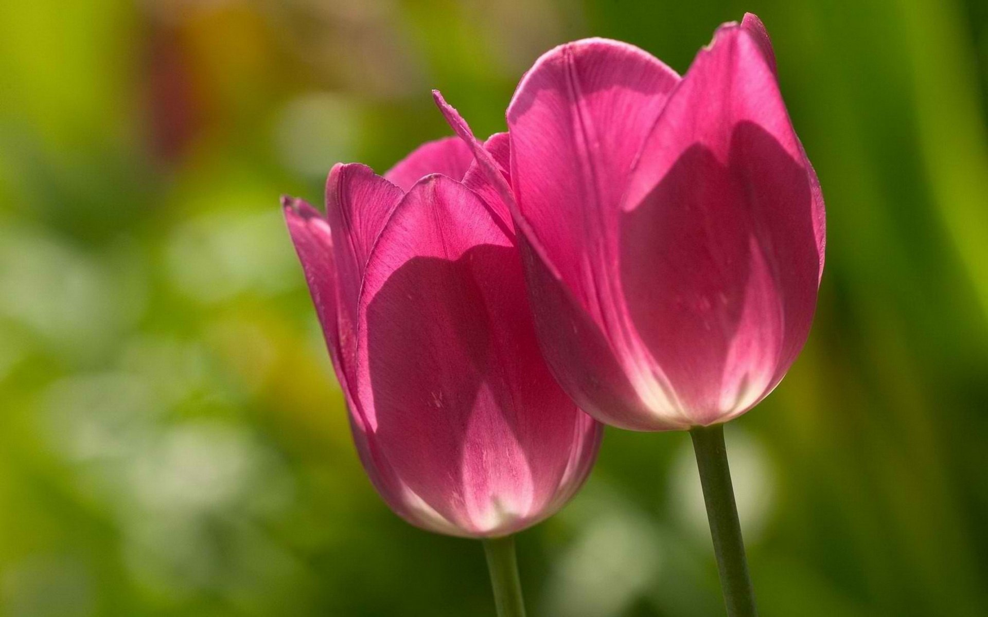 Download Nature Tulip HD Wallpaper by subashsethurajan