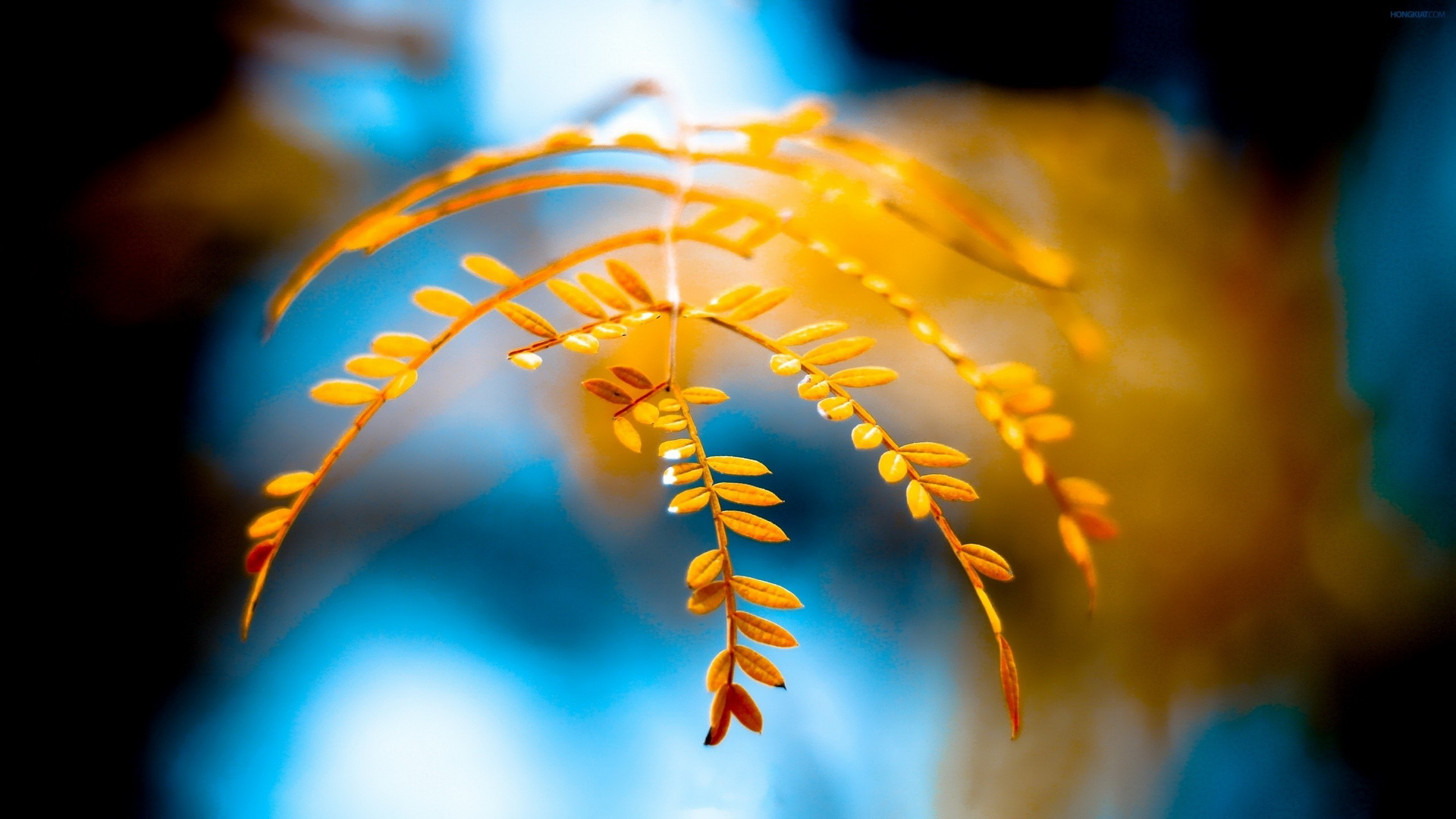 Download Nature Branch HD Wallpaper