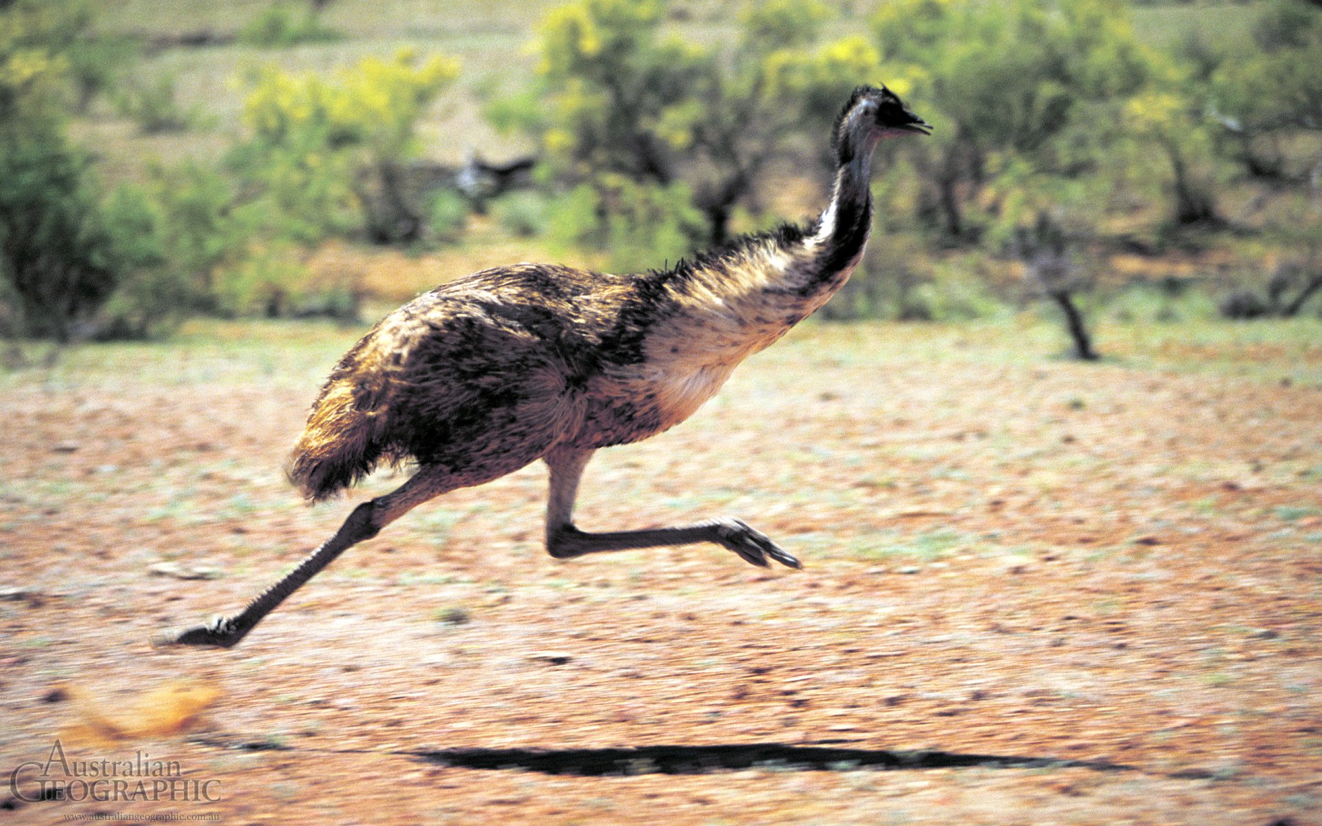 Download Animal Emu HD Wallpaper