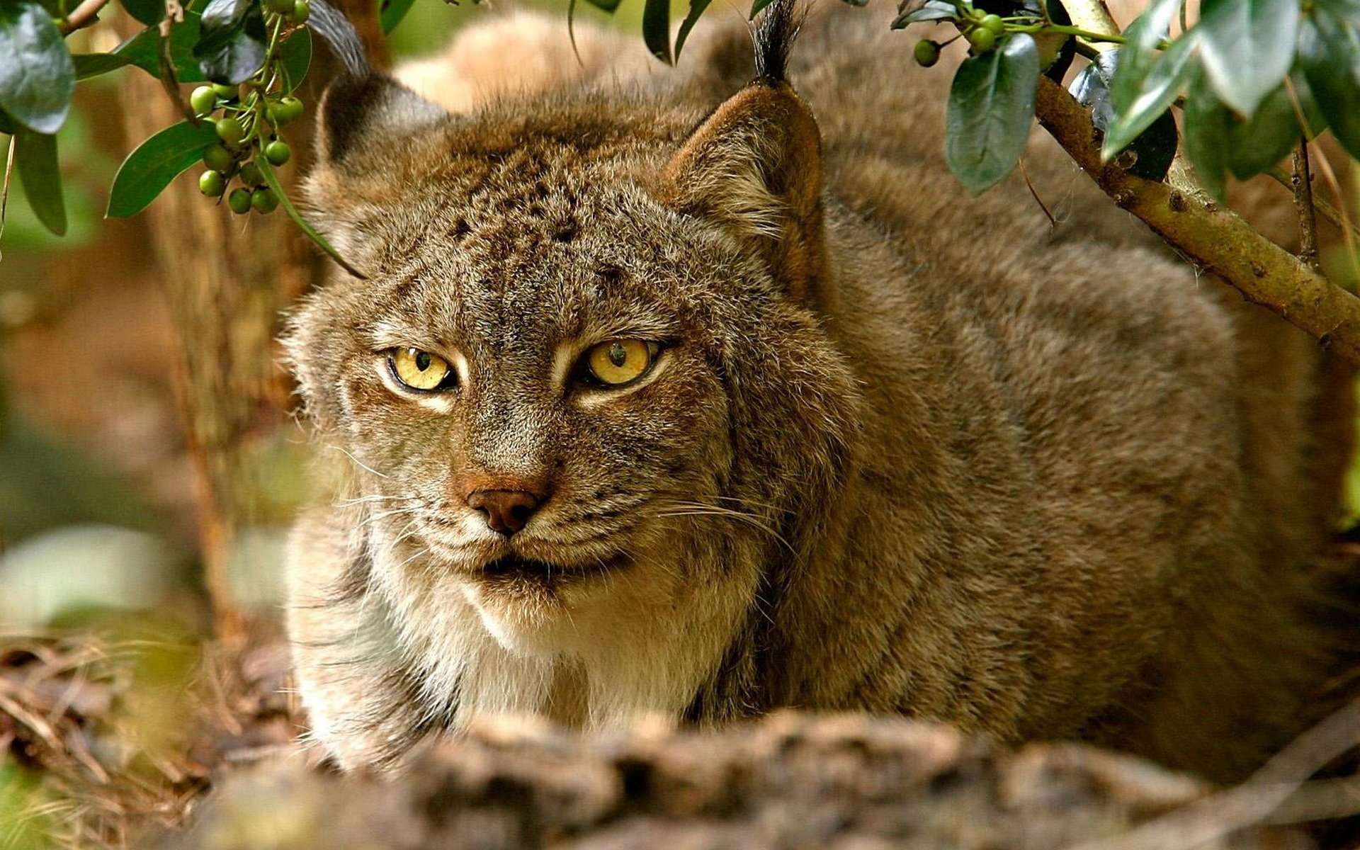 Majestic Lynx in HD: Wild Beauty Captured