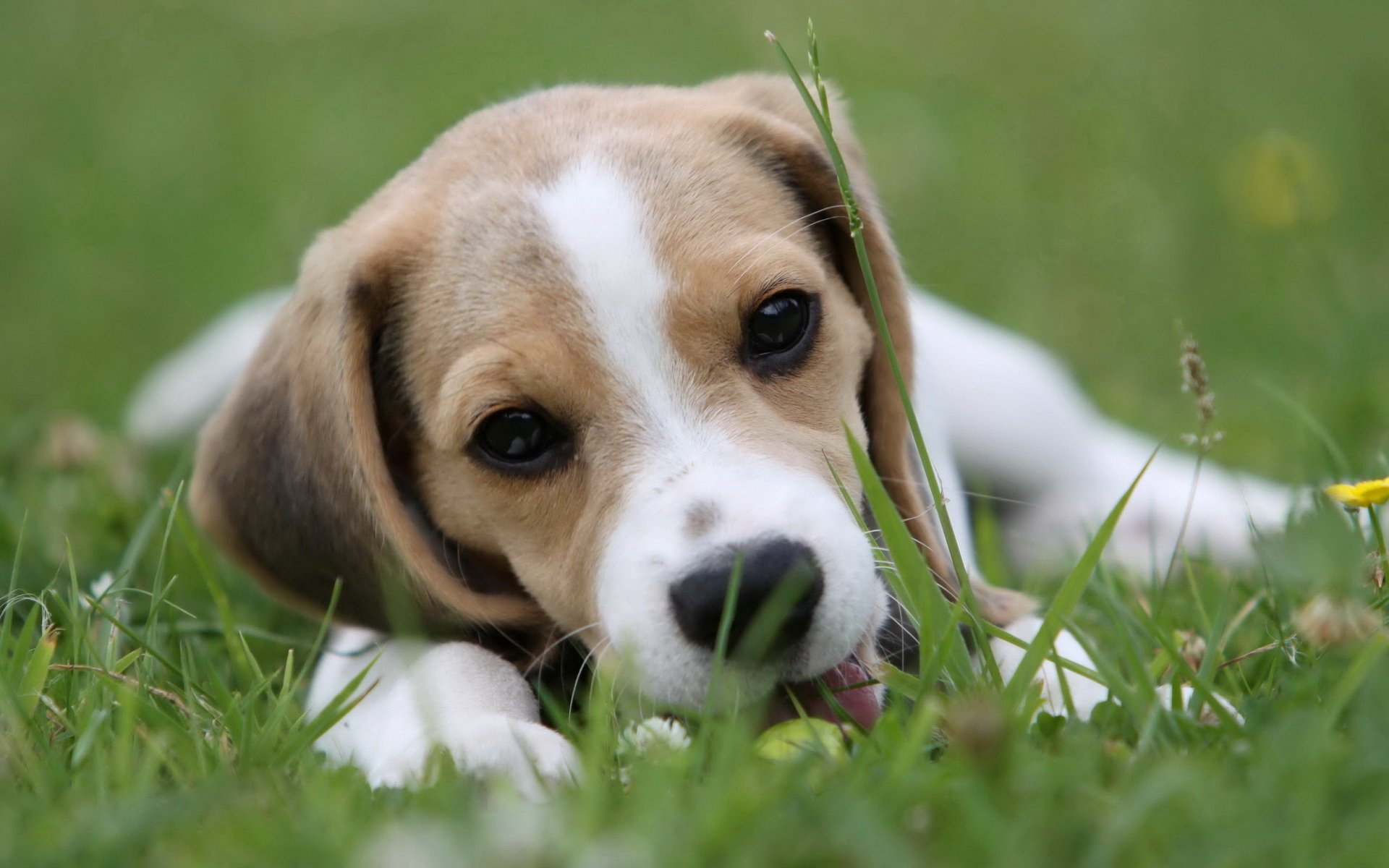 Meadow Pup - HD Wallpaper Playful Puppy HD Puppy in the Grass Wallpaper ...