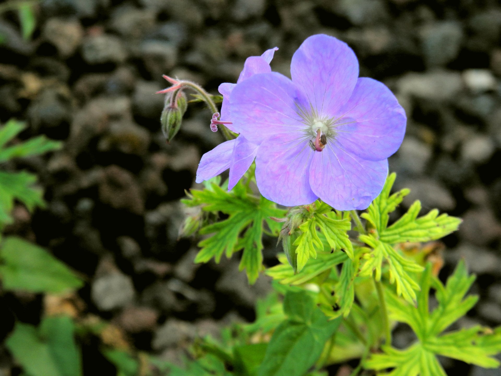 Violet Pansée by dovah